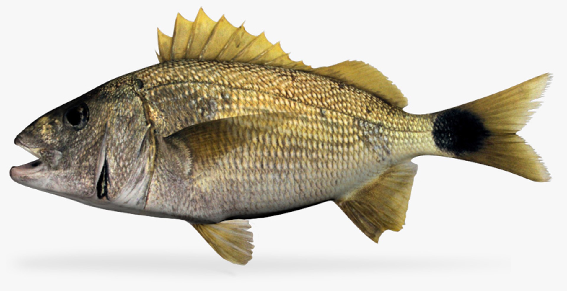 3d Latin Grunt Model