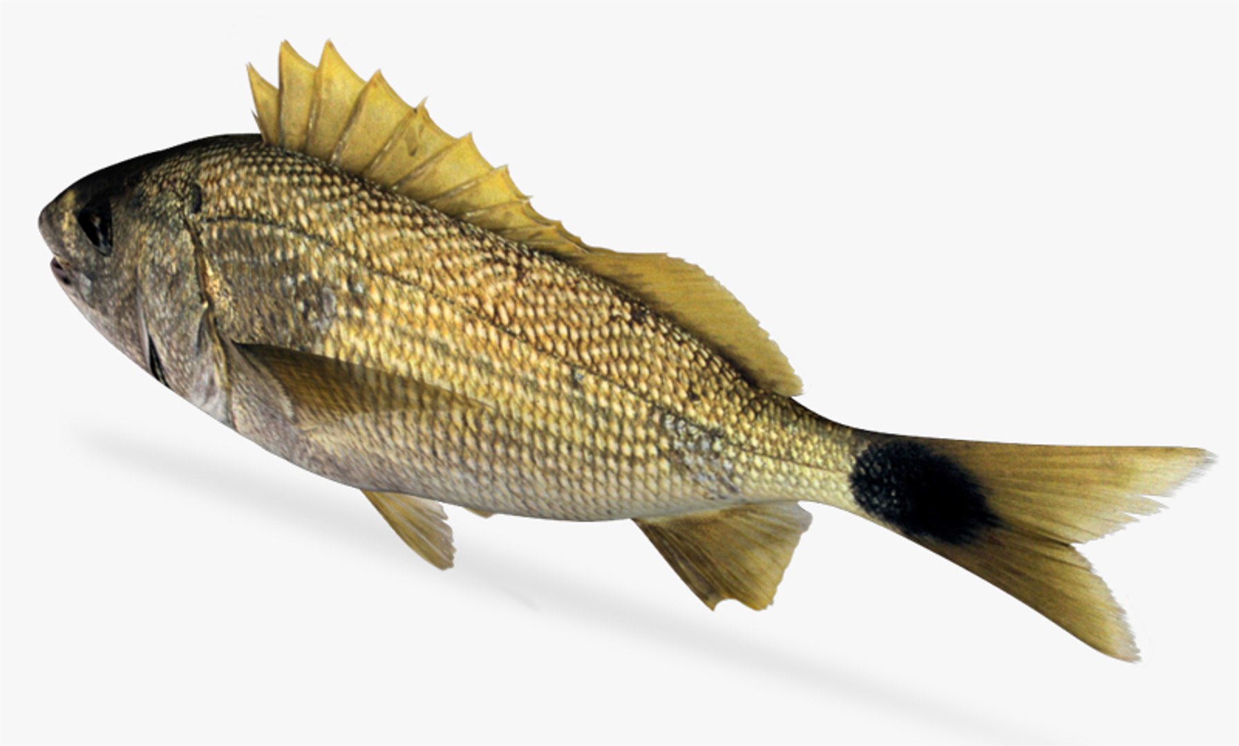 3d Latin Grunt Model