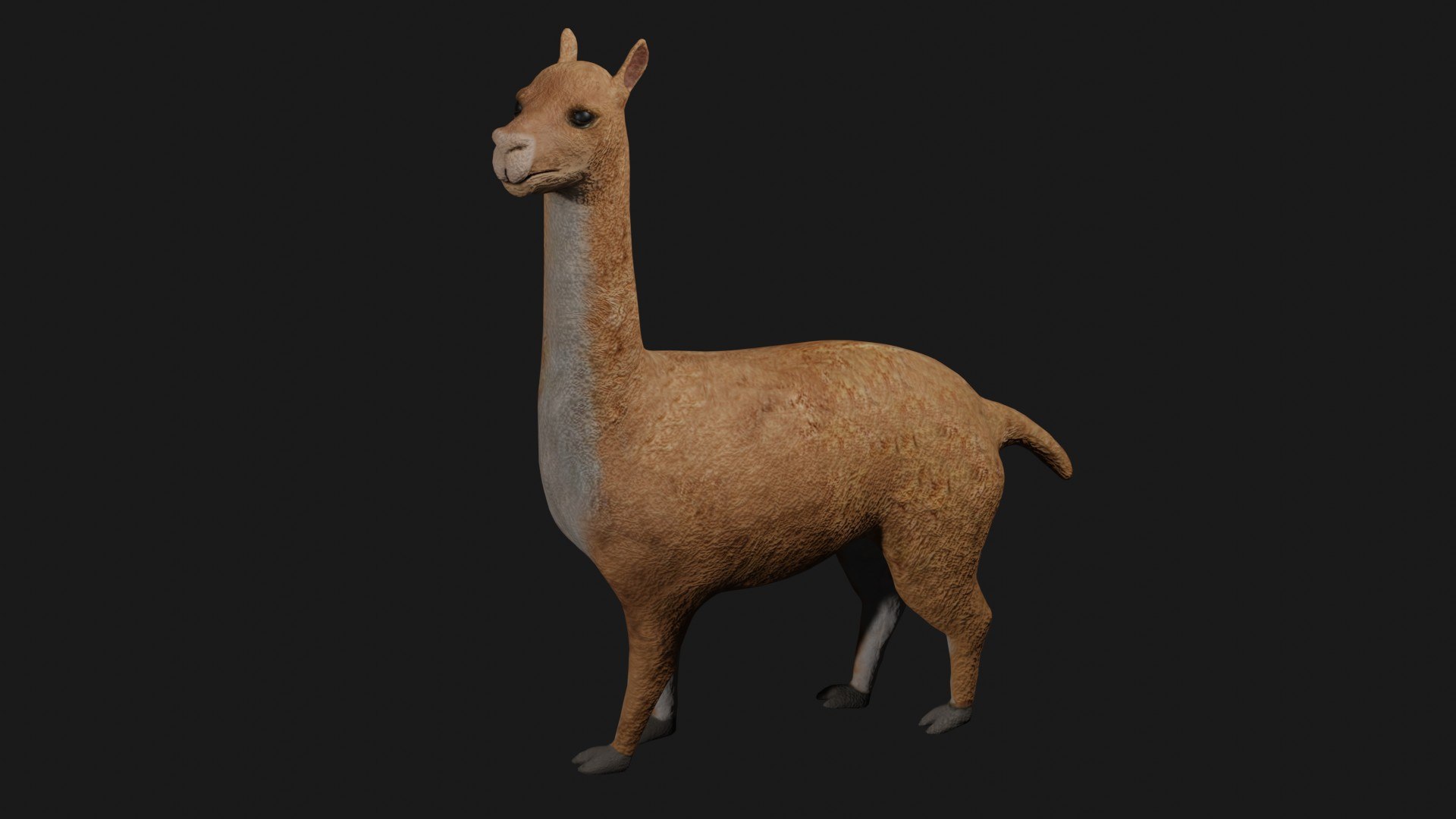 3D Model Llama Rigged - TurboSquid 1662464