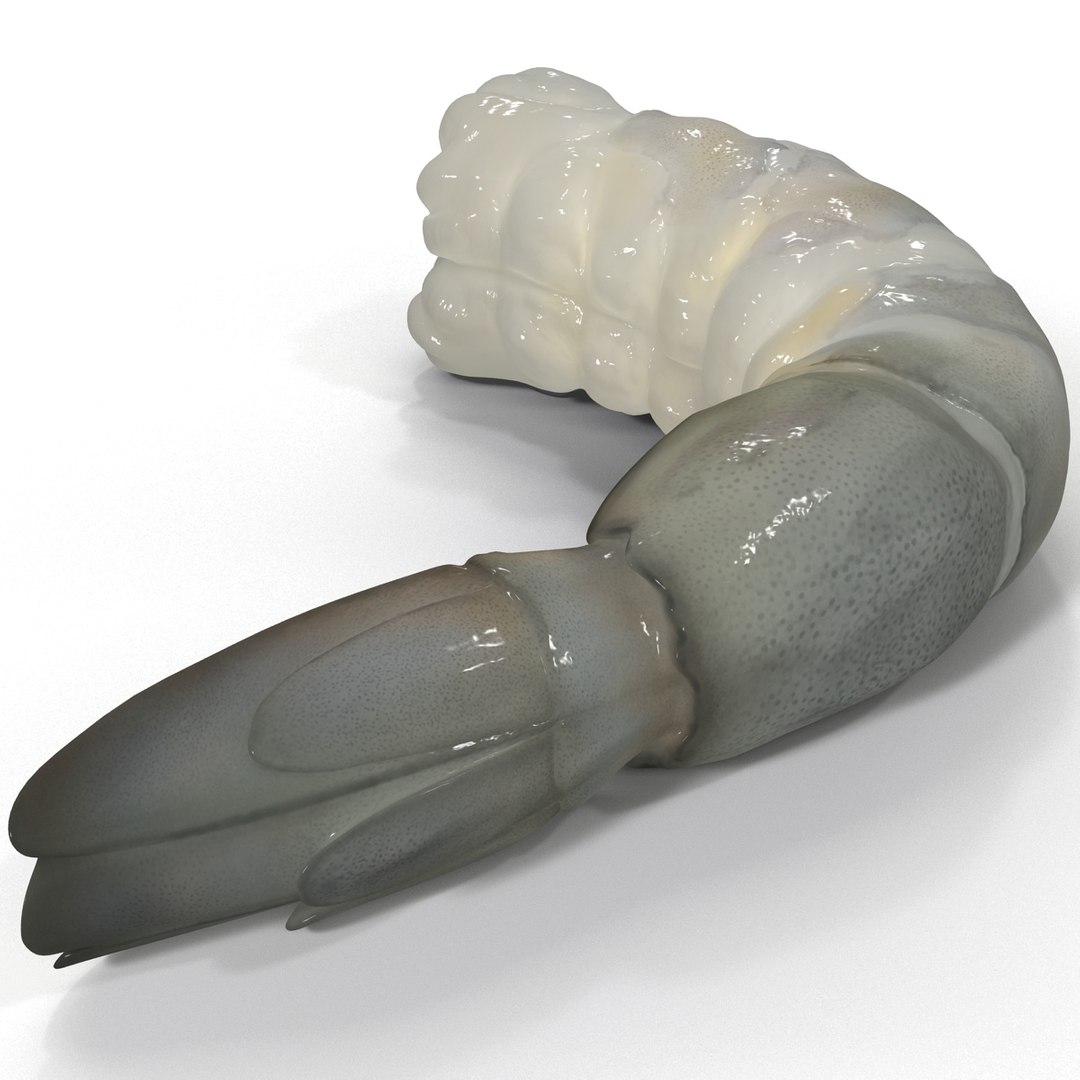 Fresh Shrimp C4d
