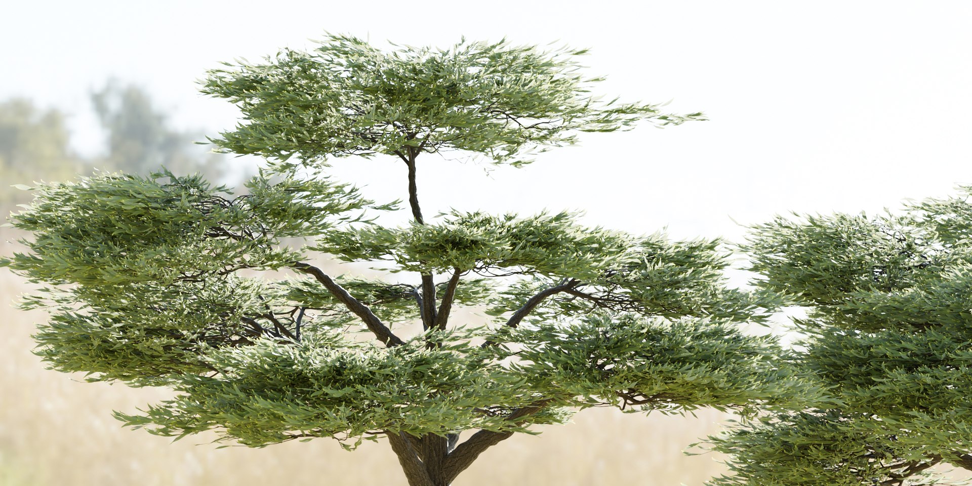 3D Acacia Trees Vol 87-Blender - TurboSquid 2132497