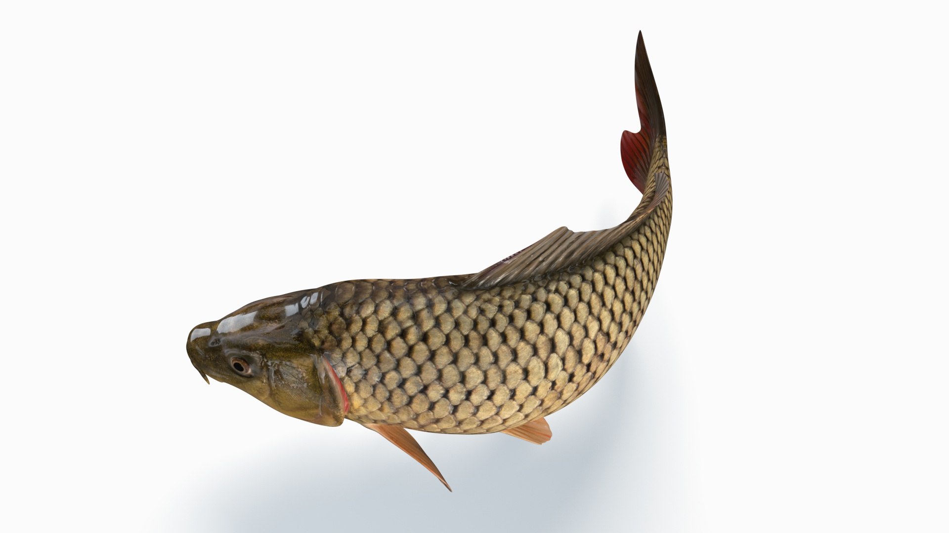 Carp Animated 3D Model - TurboSquid 2016713