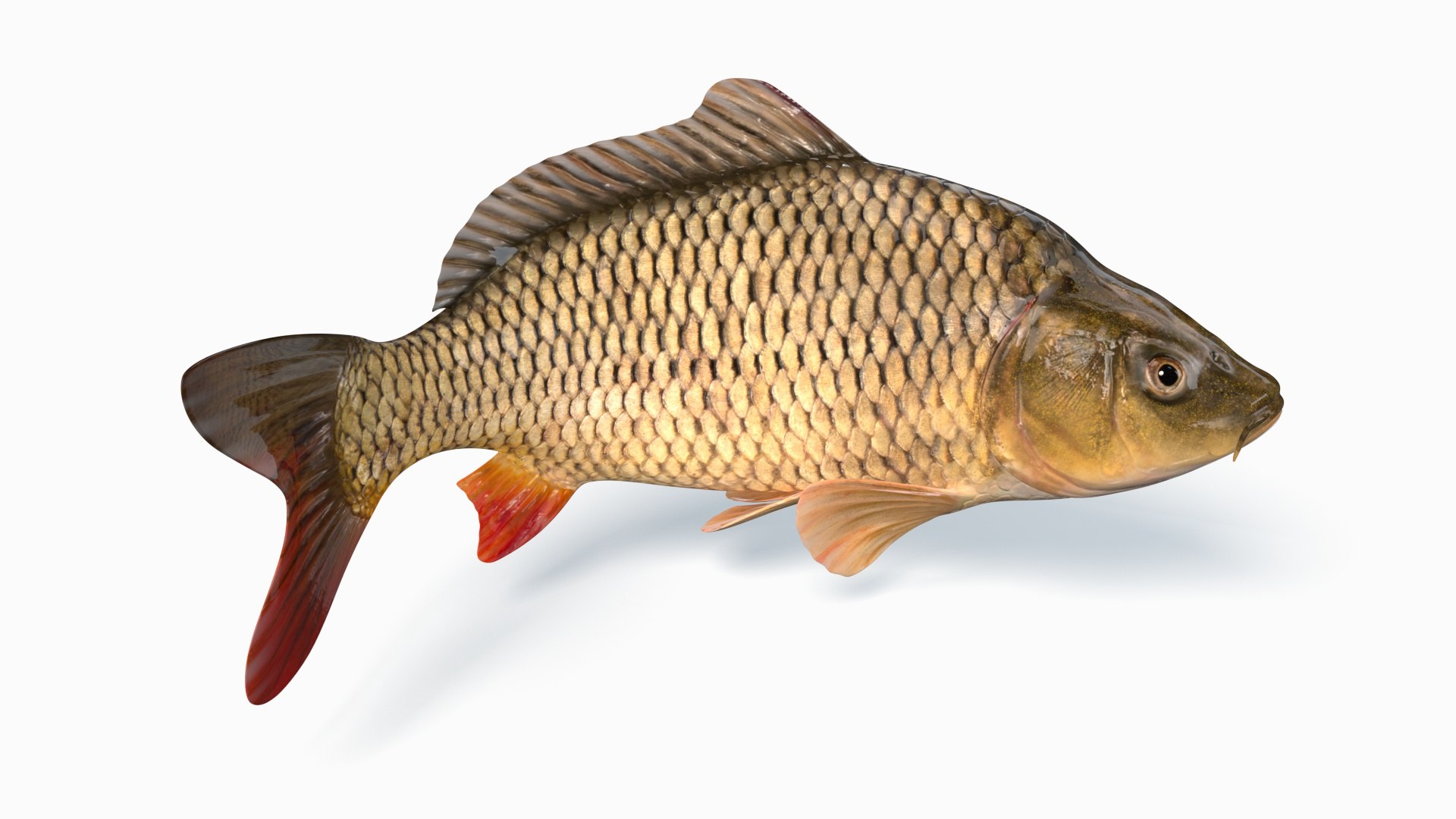 Carp Animated 3D Model - TurboSquid 2016713