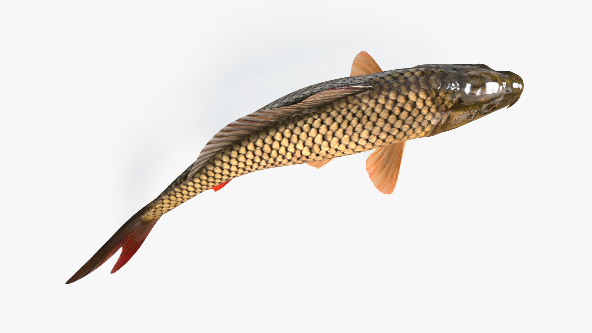Carp Animated 3D Model - TurboSquid 2016713