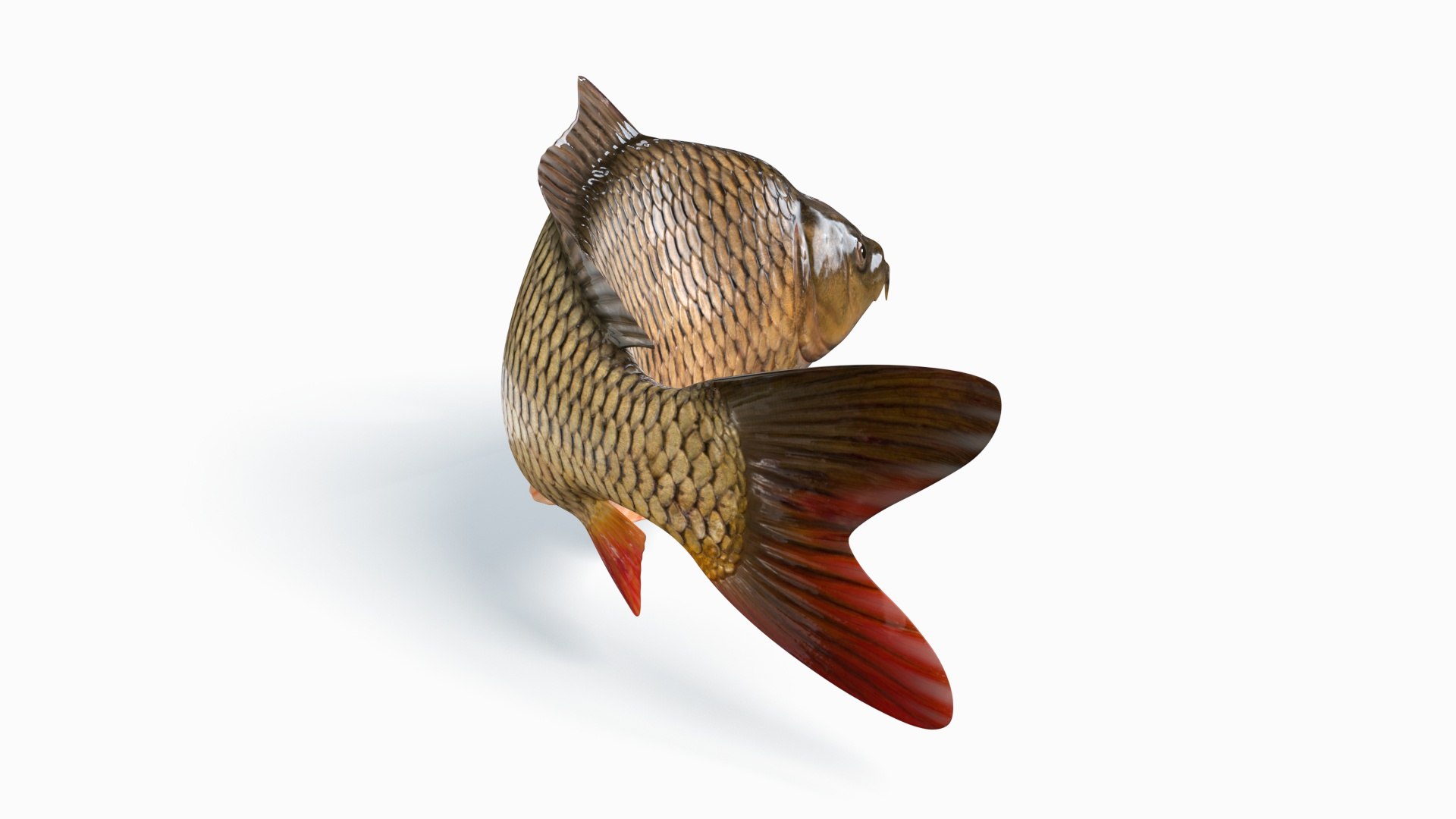 Carp Animated 3D Model - TurboSquid 2016713