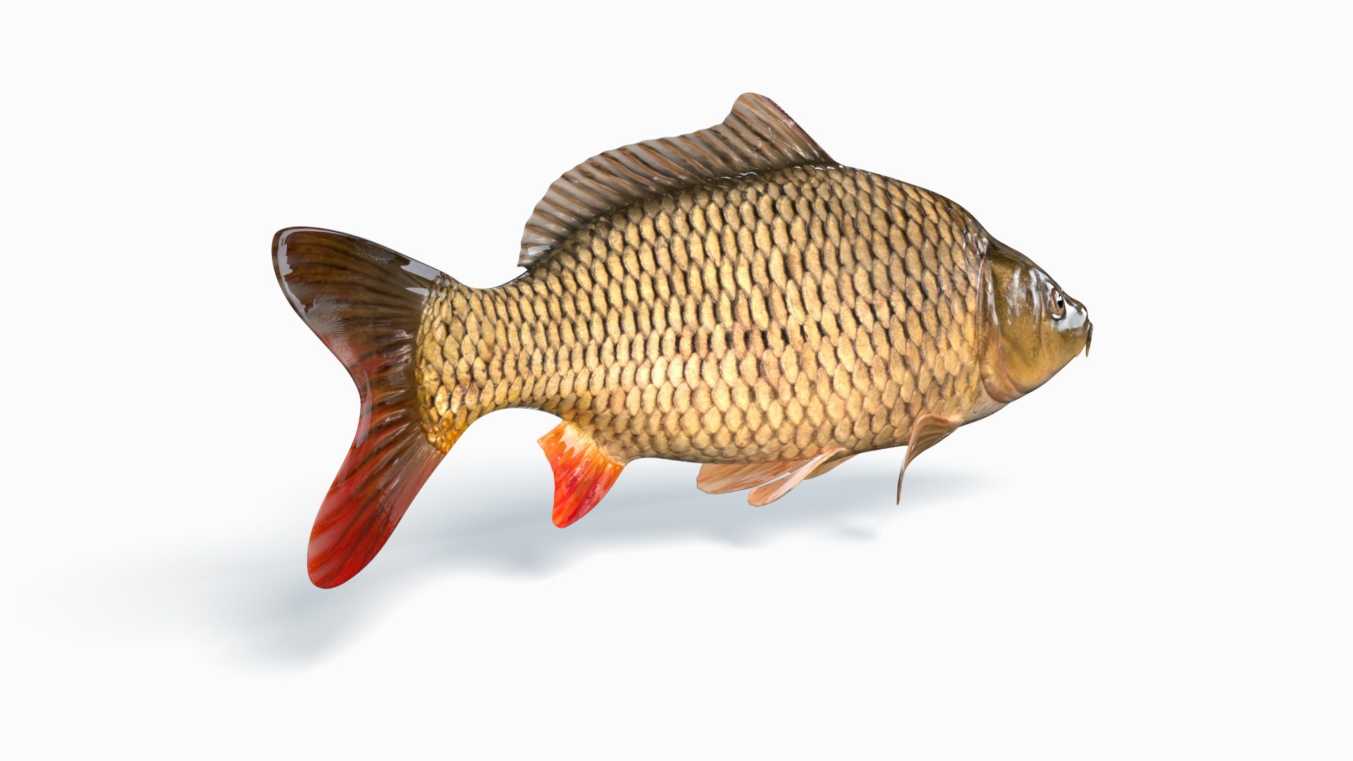 Carp Animated 3D Model - TurboSquid 2016713