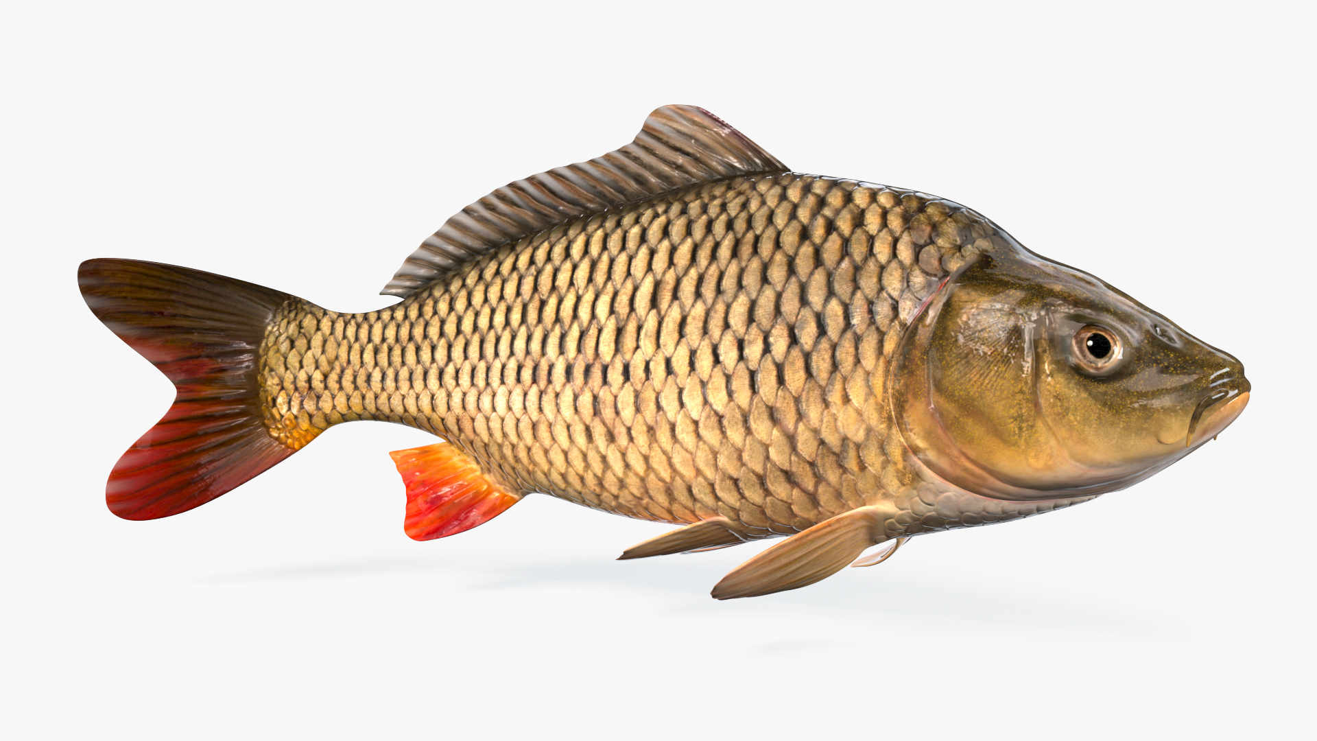 Carp Animated 3D Model - TurboSquid 2016713