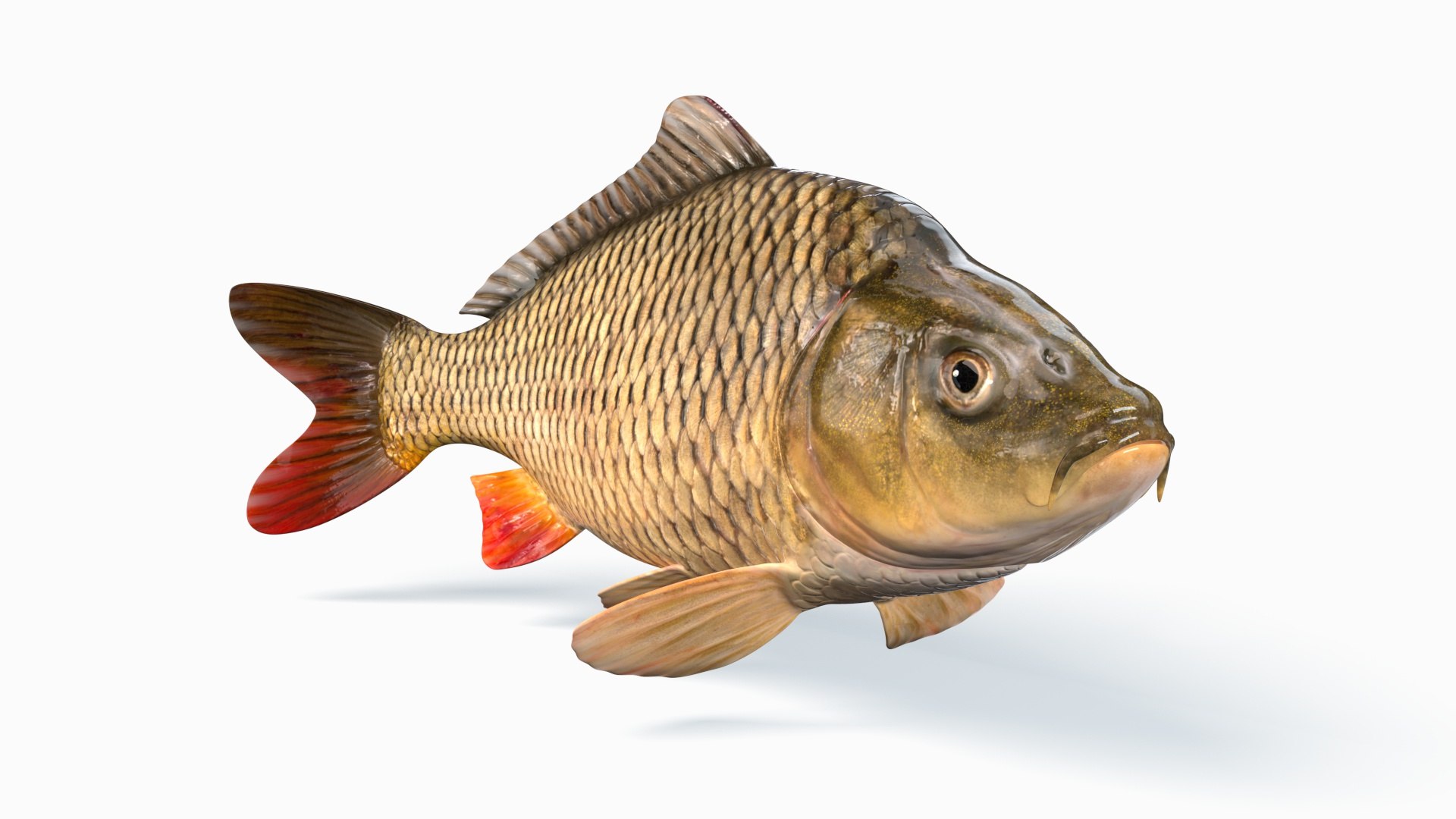 Carp Animated 3D Model - TurboSquid 2016713