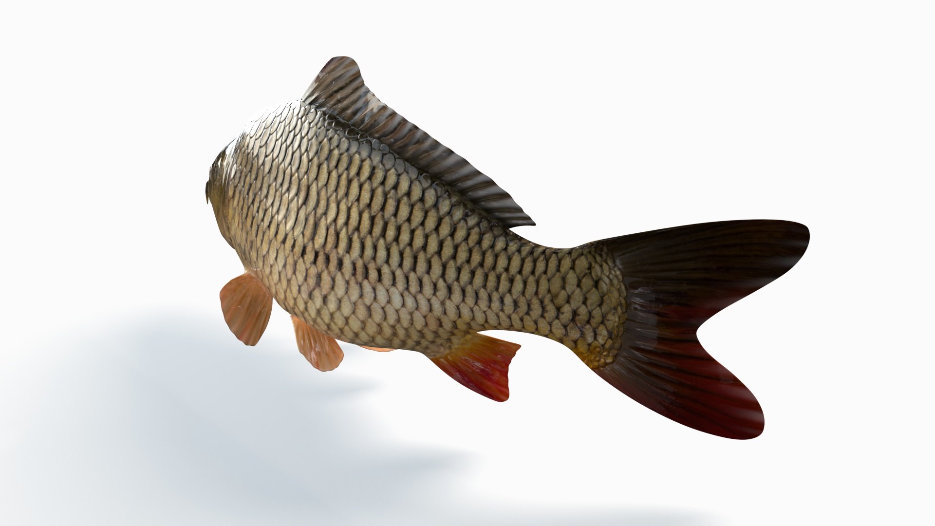 Carp Animated 3D Model - TurboSquid 2016713