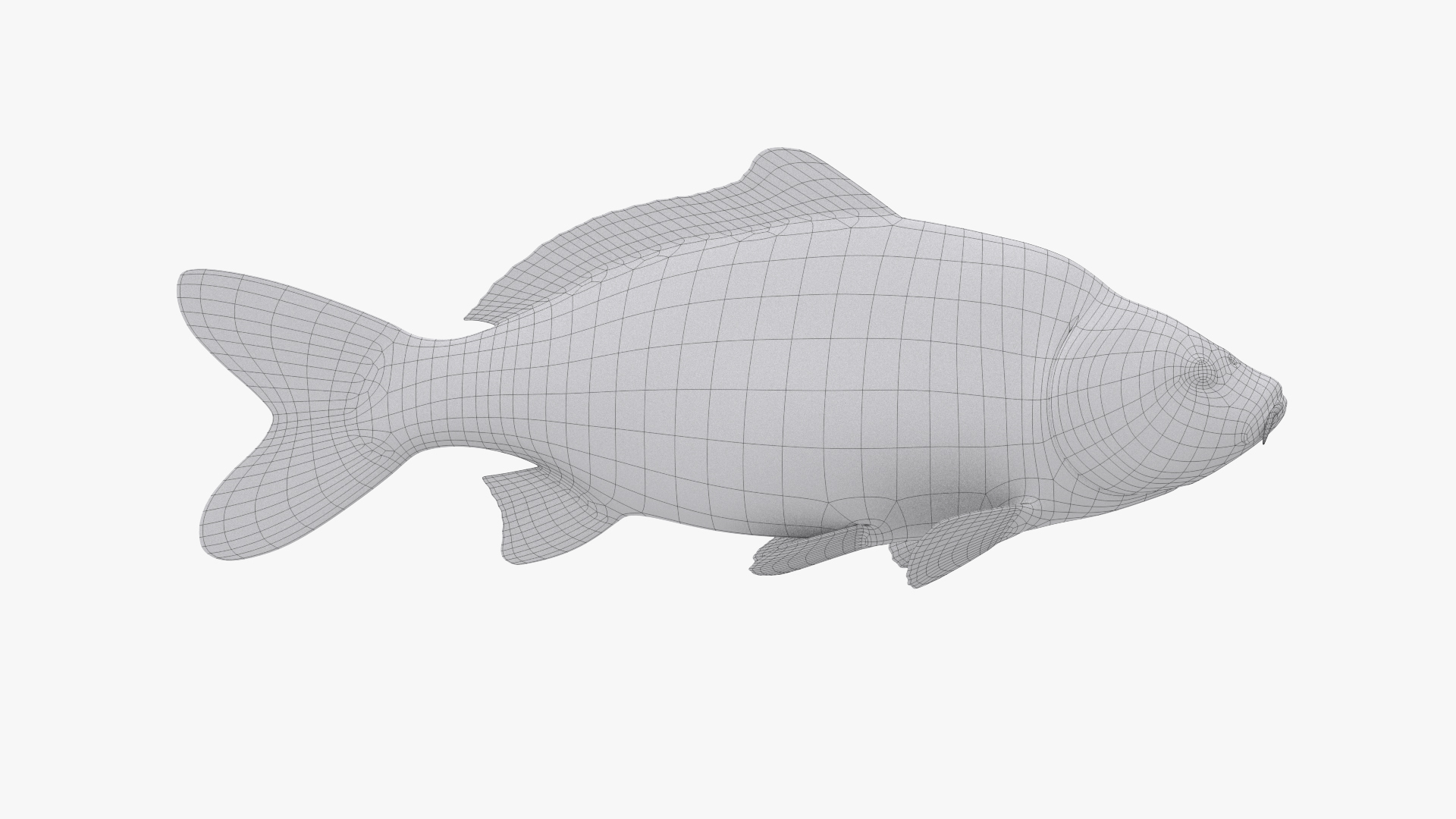 Carp Animated 3D model - TurboSquid 2016713