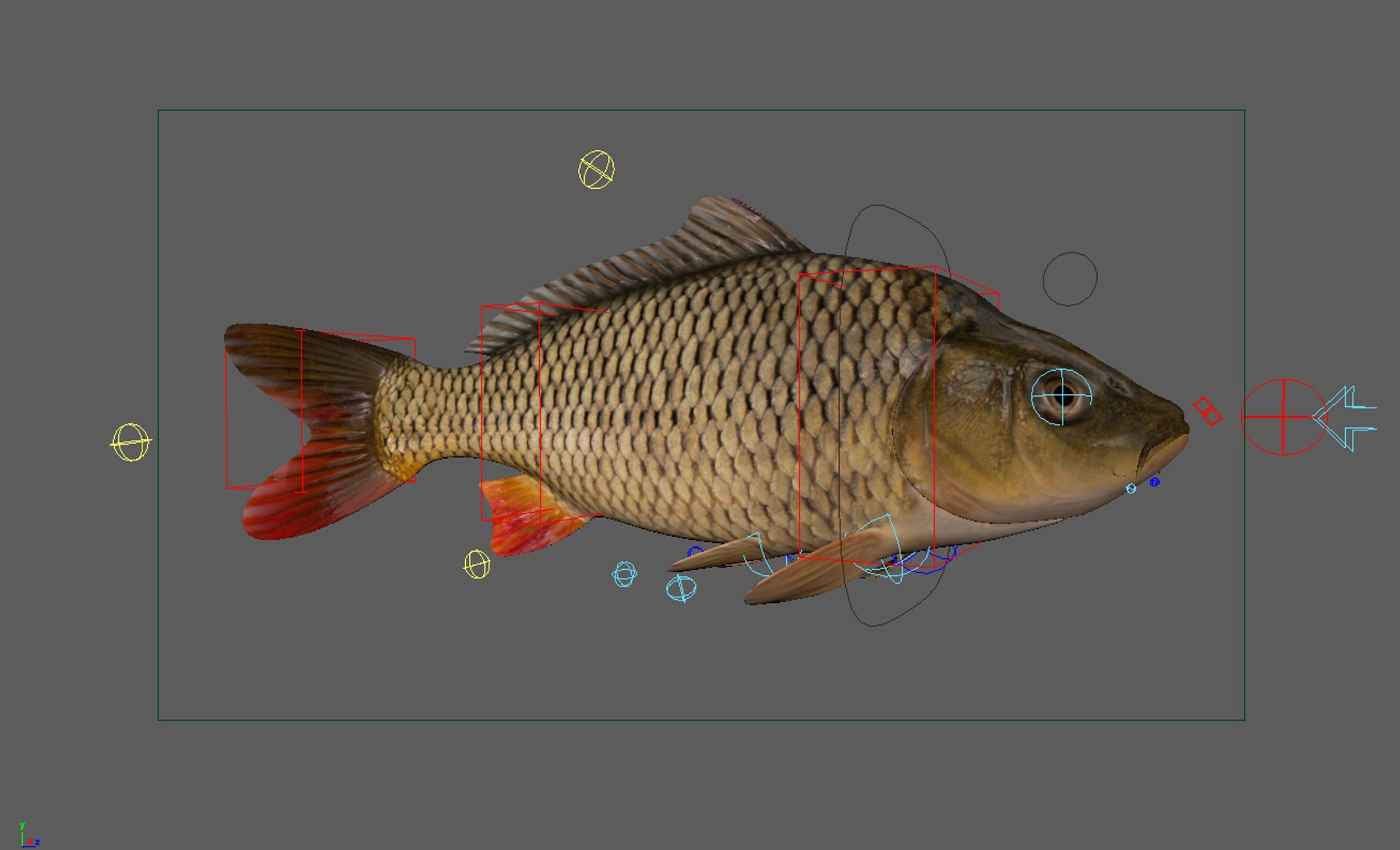 Carp Animated 3D Model - TurboSquid 2016713