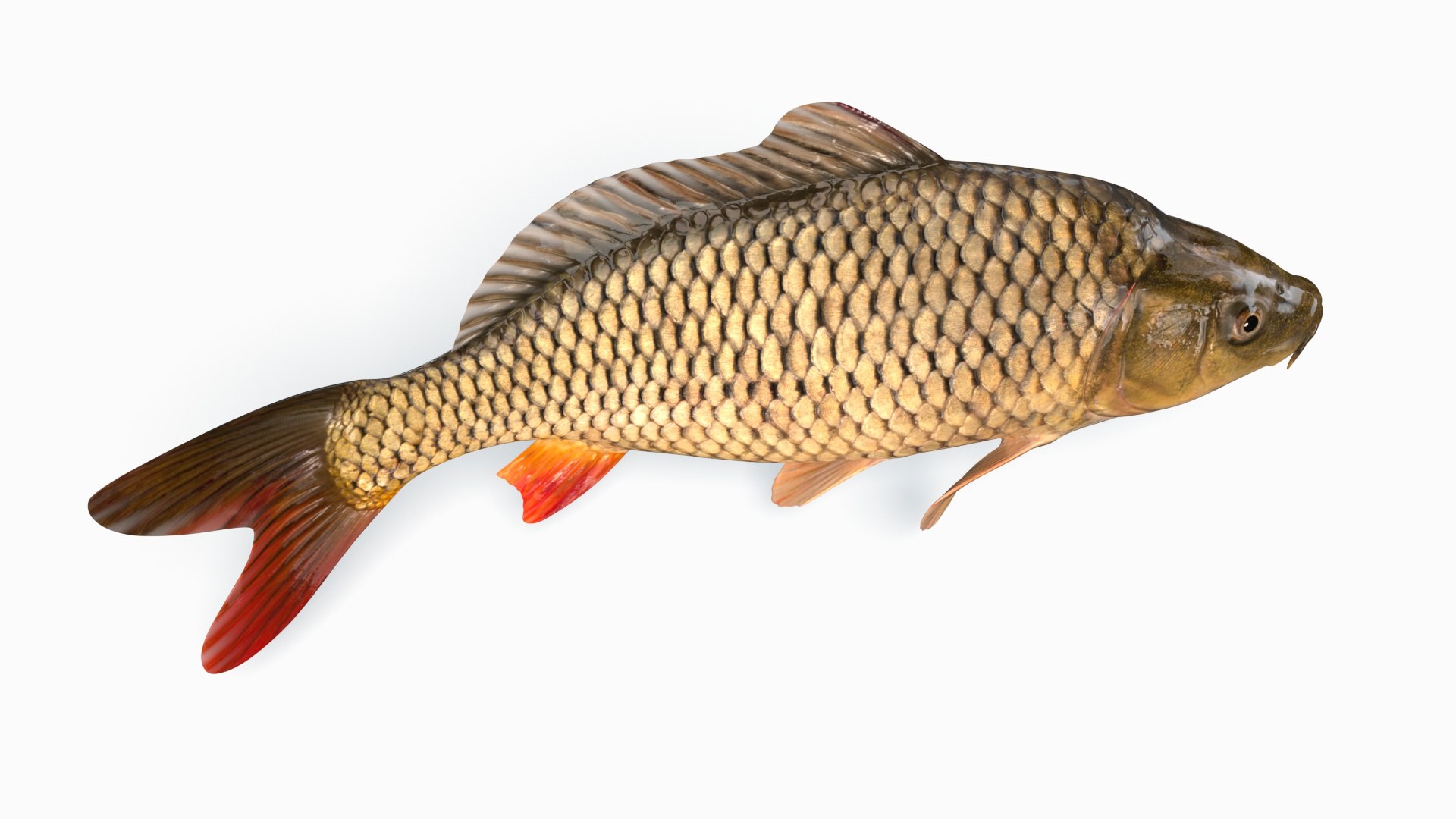 Carp Animated 3D Model - TurboSquid 2016713