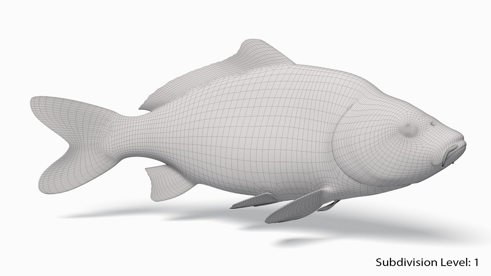 Carp Animated 3D model - TurboSquid 2016713