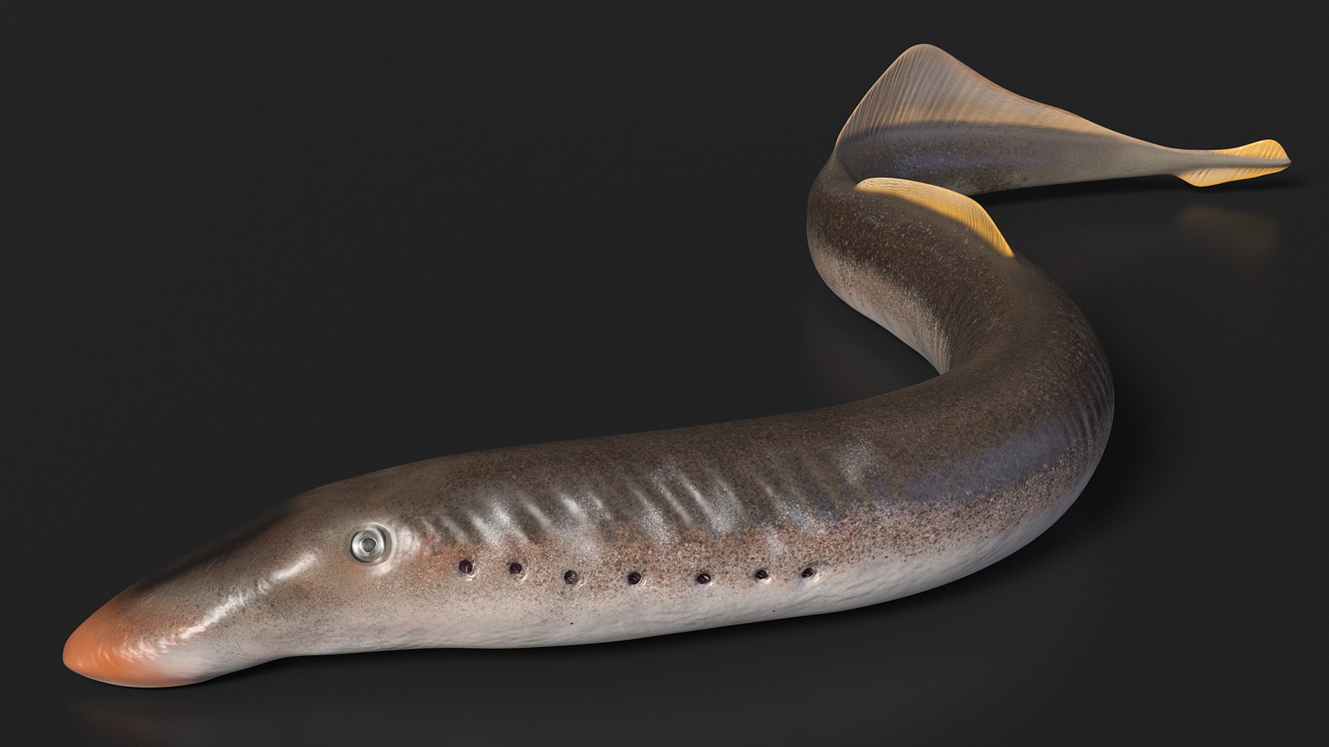 3D Lamprey Motion Pose - TurboSquid 2188941