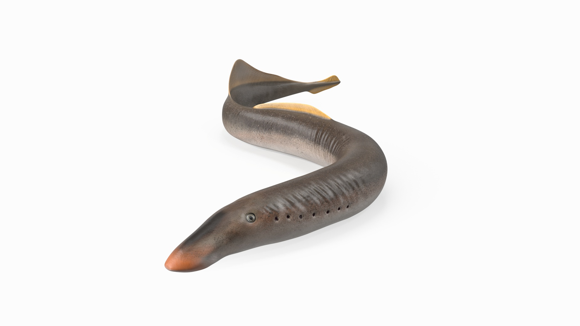 3D Lamprey Motion Pose - TurboSquid 2188941