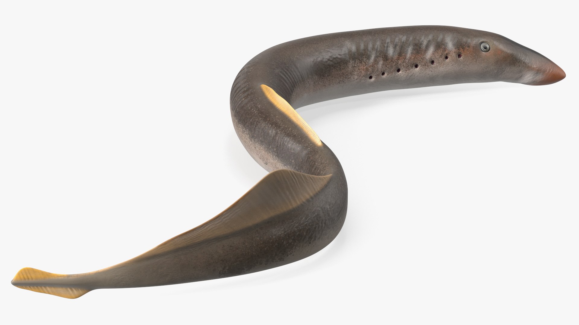 3D Lamprey Motion Pose - TurboSquid 2188941