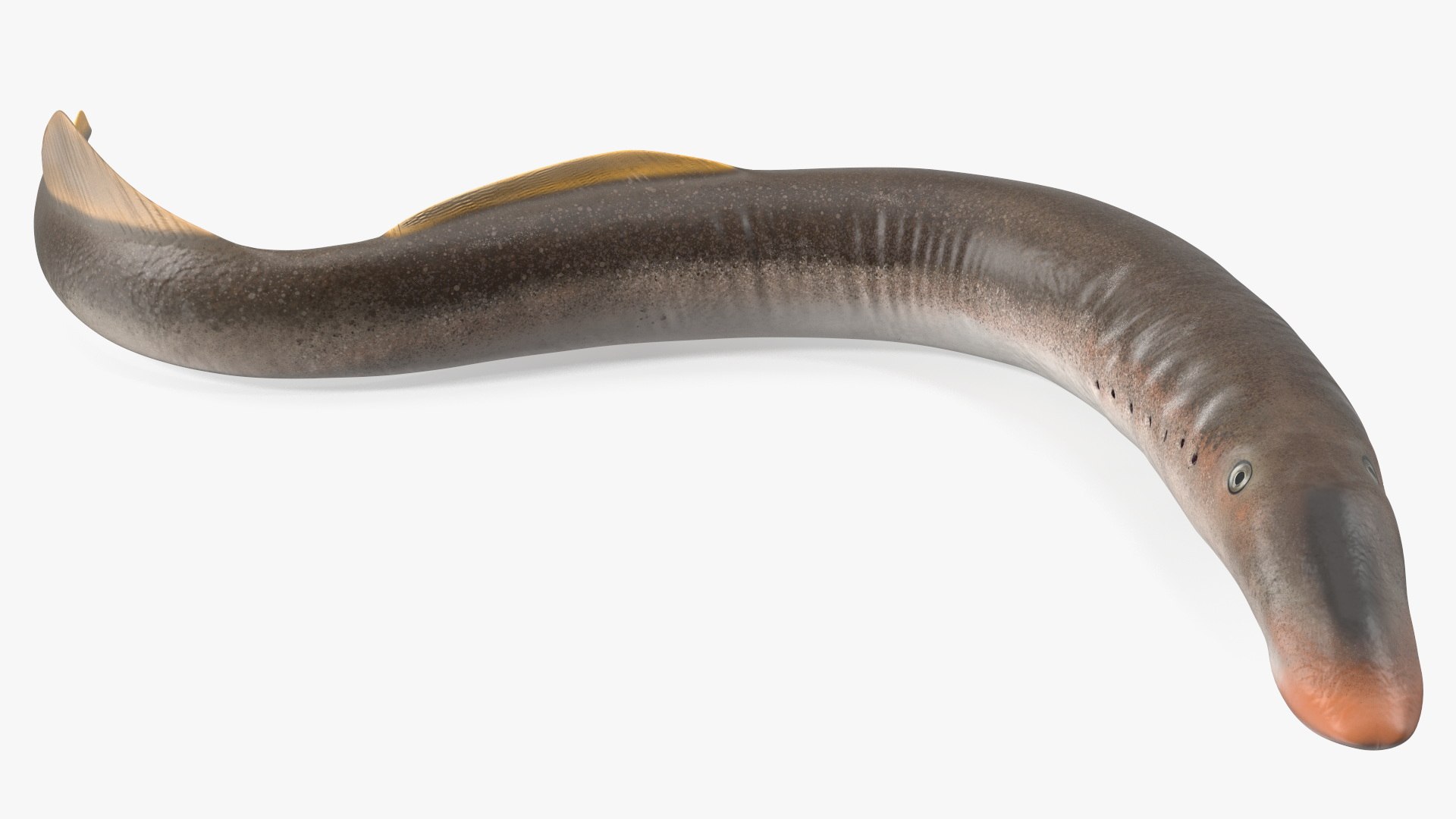 3D Lamprey Motion Pose - TurboSquid 2188941