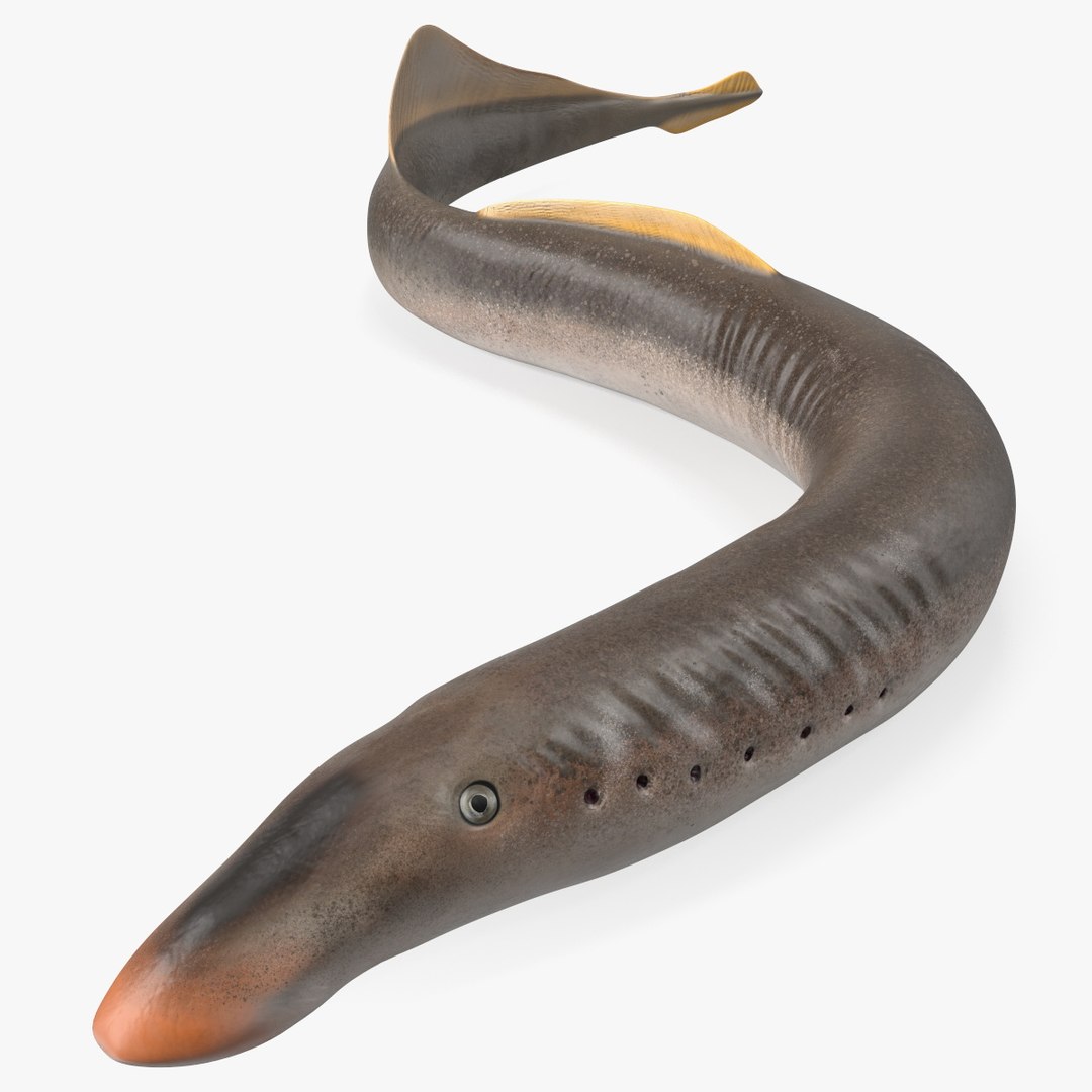 3D Lamprey Motion Pose - TurboSquid 2188941