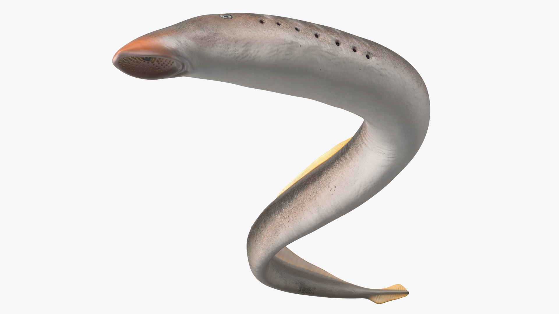 3D Lamprey Motion Pose - TurboSquid 2188941