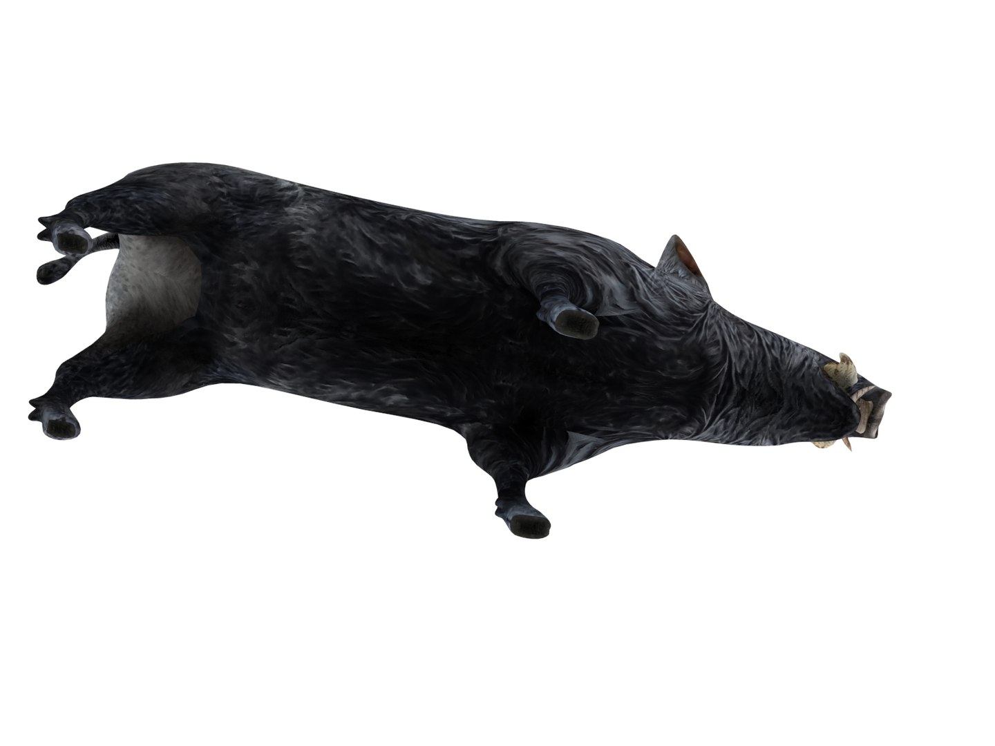 3D Model Wild Boar Rigged Ready - TurboSquid 1253567