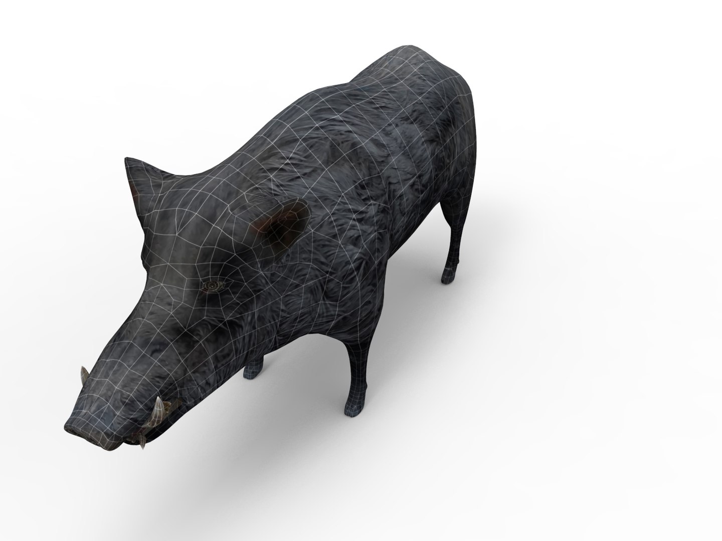 3D Model Wild Boar Rigged Ready - TurboSquid 1253567
