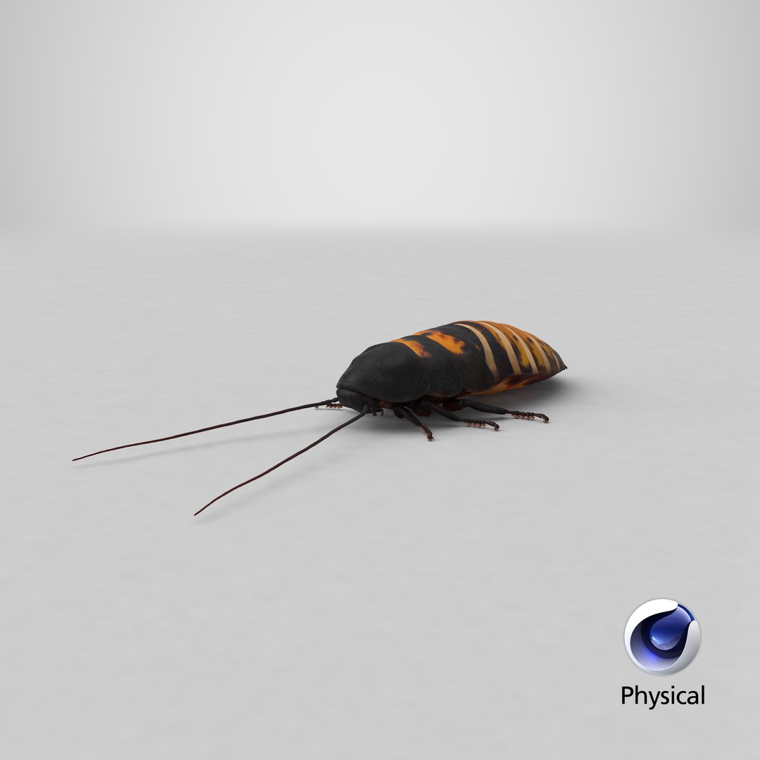 Madagascar Cockroach 3d 3ds