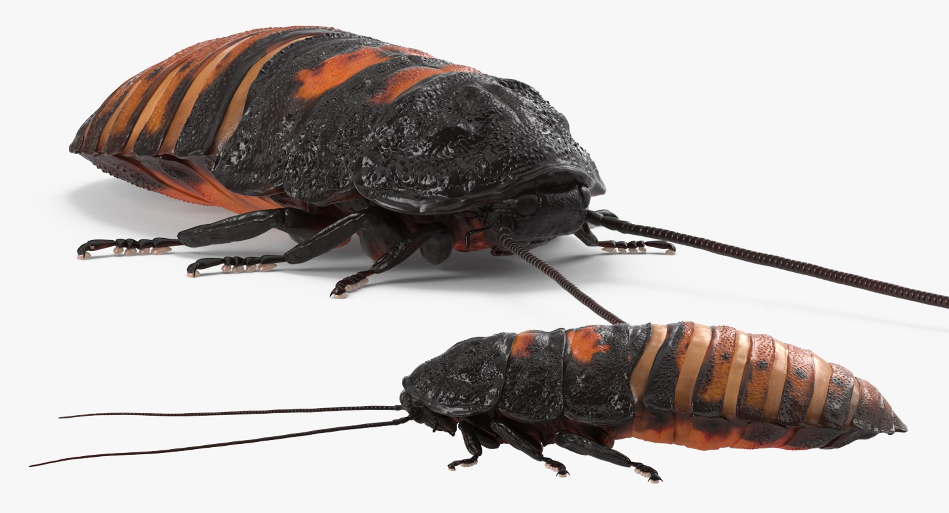 Madagascar Cockroach 3d 3ds