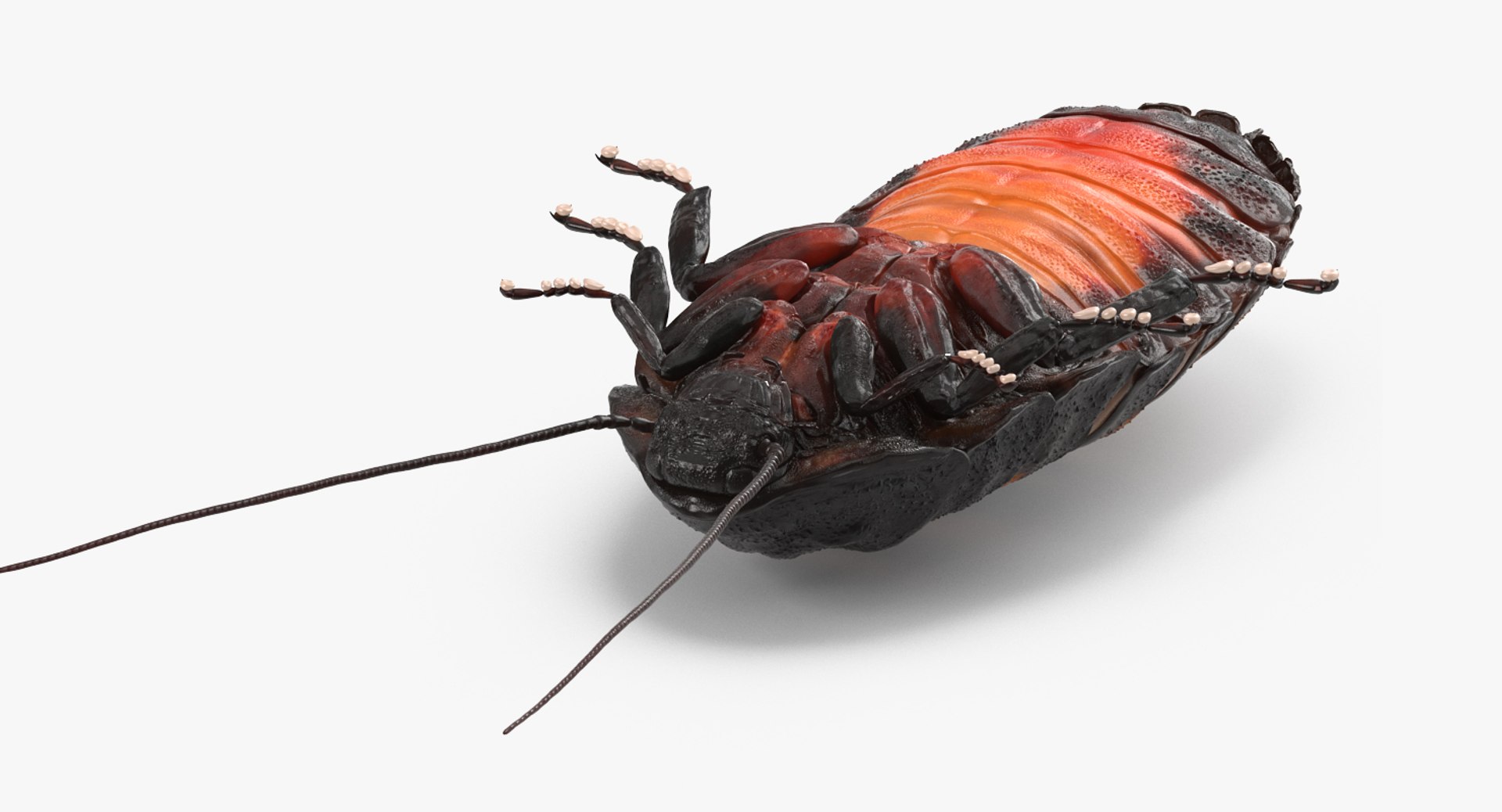 Madagascar Cockroach 3d 3ds