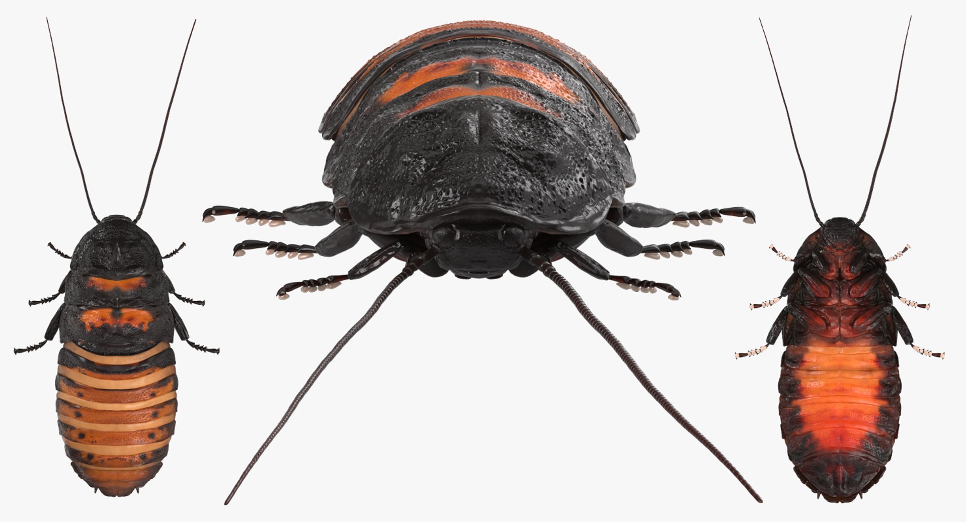 Madagascar Cockroach 3d 3ds