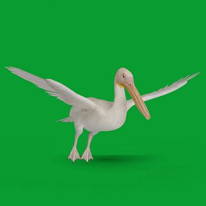 3D Bird Pelican Models - Browse & Download Formats - TurboSquid