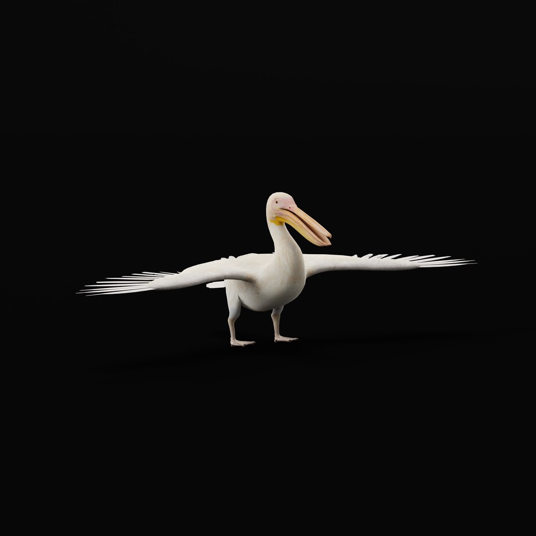 Pelican Bird 3D Model - TurboSquid 2359492