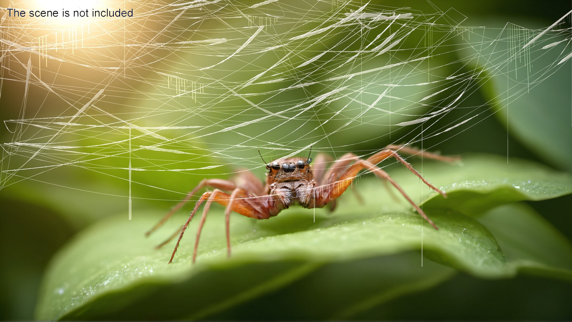 3D Spider Webs Collection 3 - TurboSquid 2298281