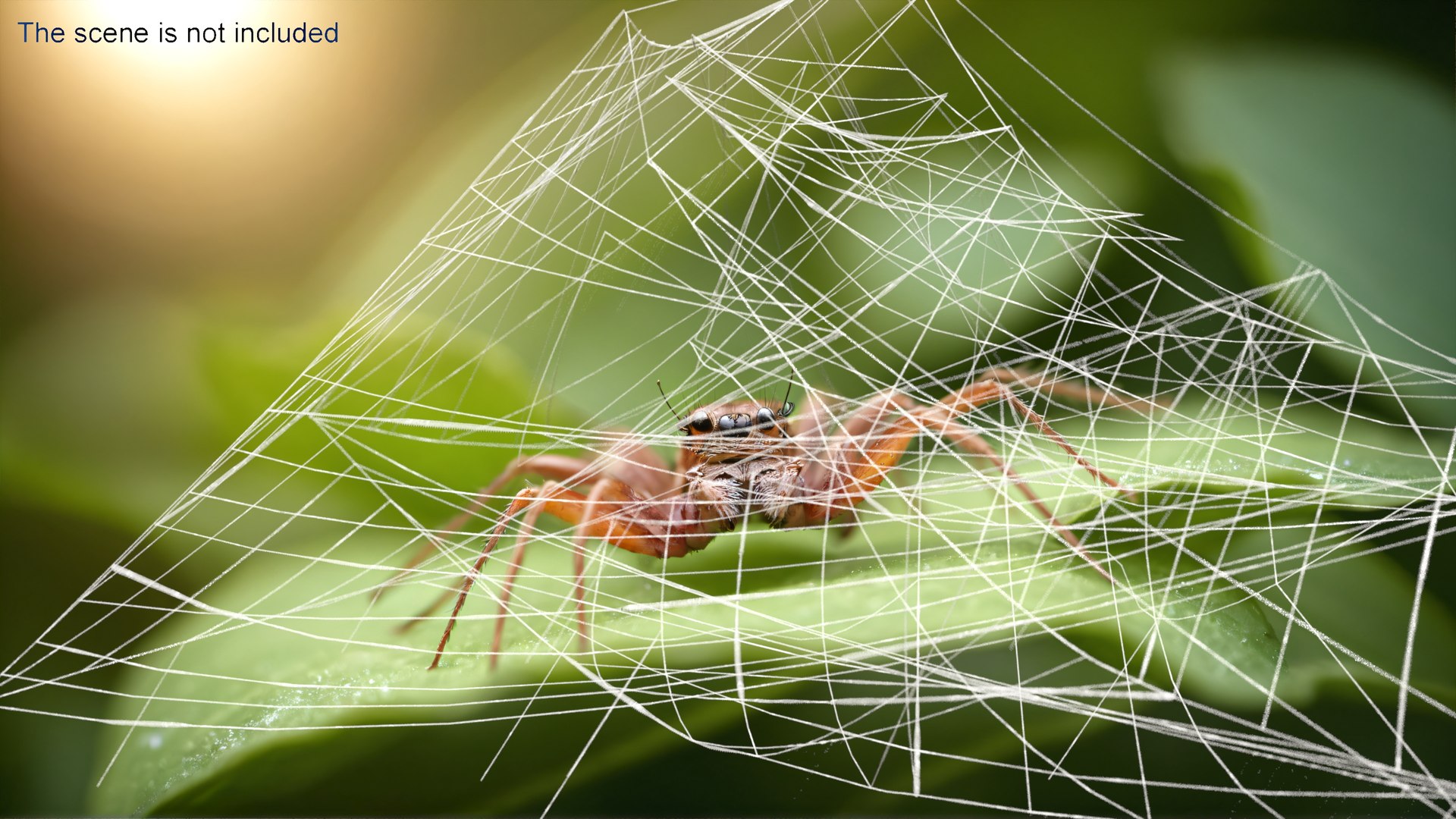 3D Spider Webs Collection 3 - TurboSquid 2298281