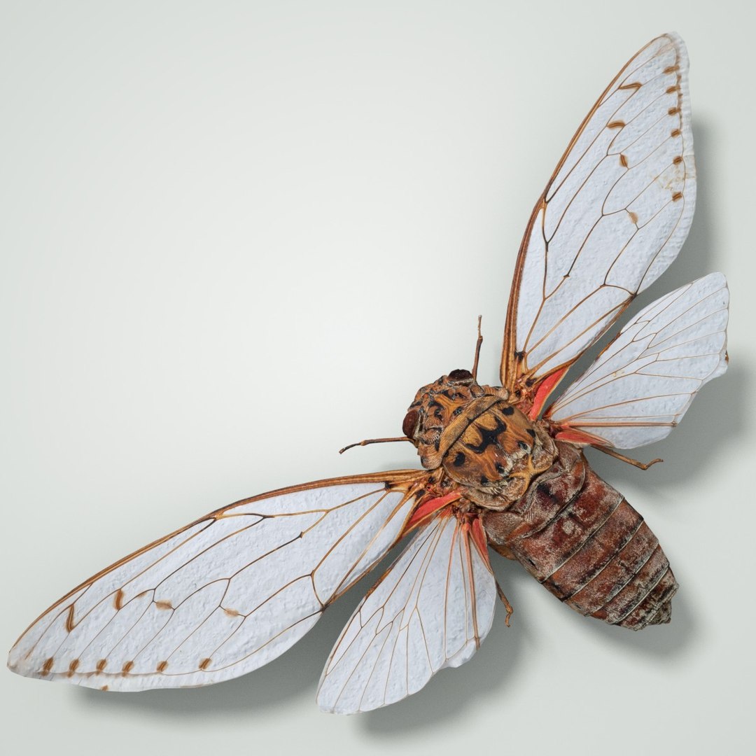 3D Cicadinae Pomponia Imperatoria Malaysia - TurboSquid 1222692