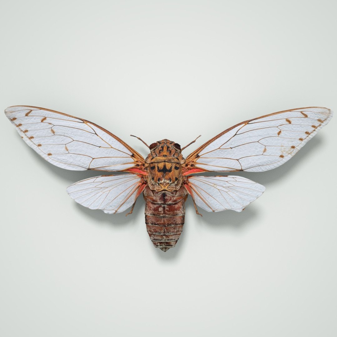 3D Cicadinae Pomponia Imperatoria Malaysia - TurboSquid 1222692