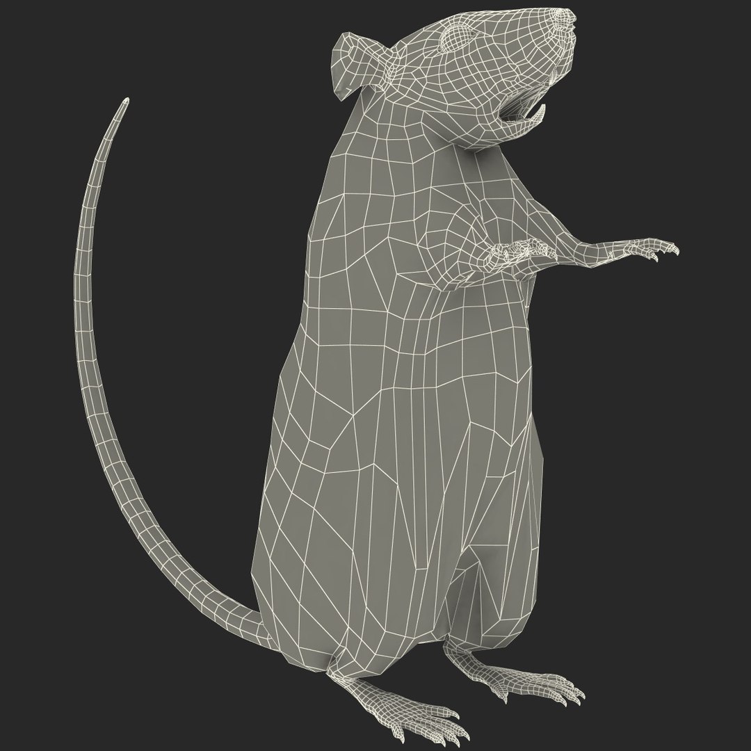 Rat Modelled 3d Model