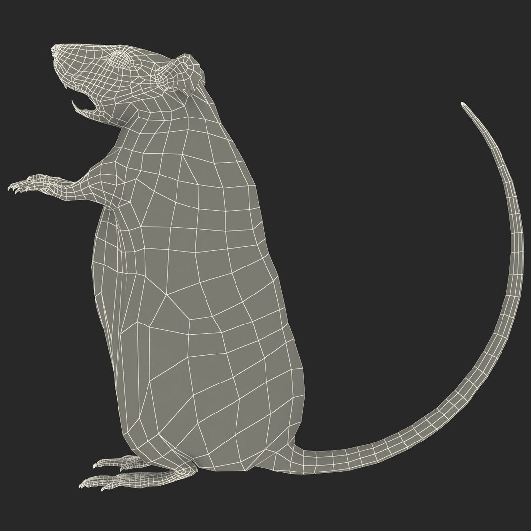 Rat Modelled 3d Model