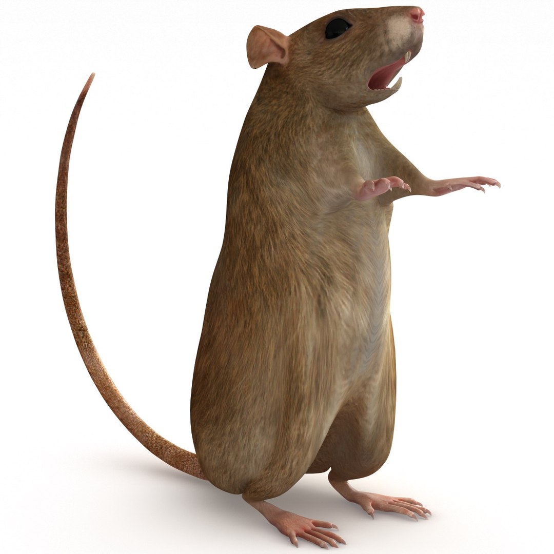 Rat Modelled 3d Model
