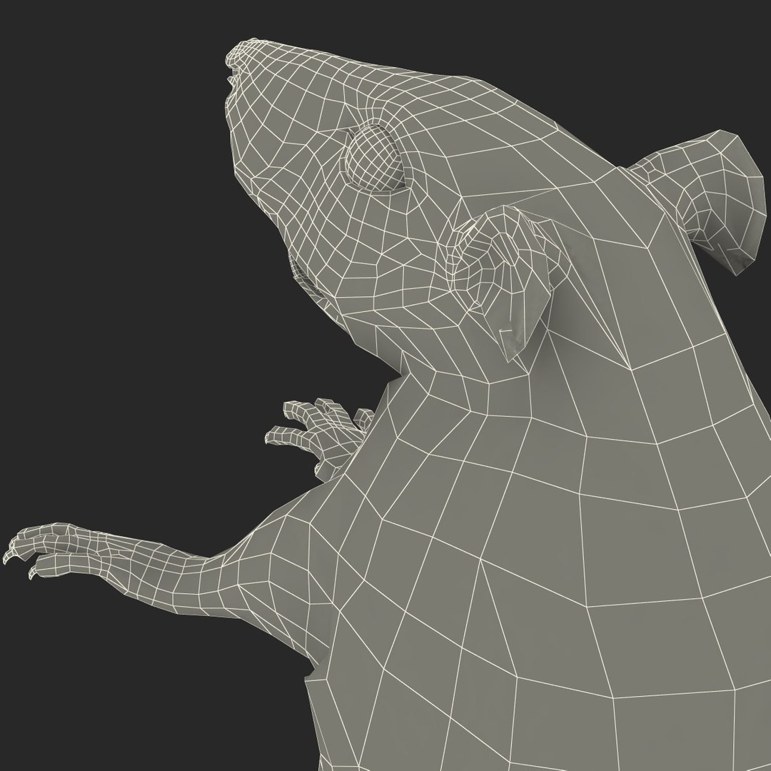 Rat Modelled 3d Model