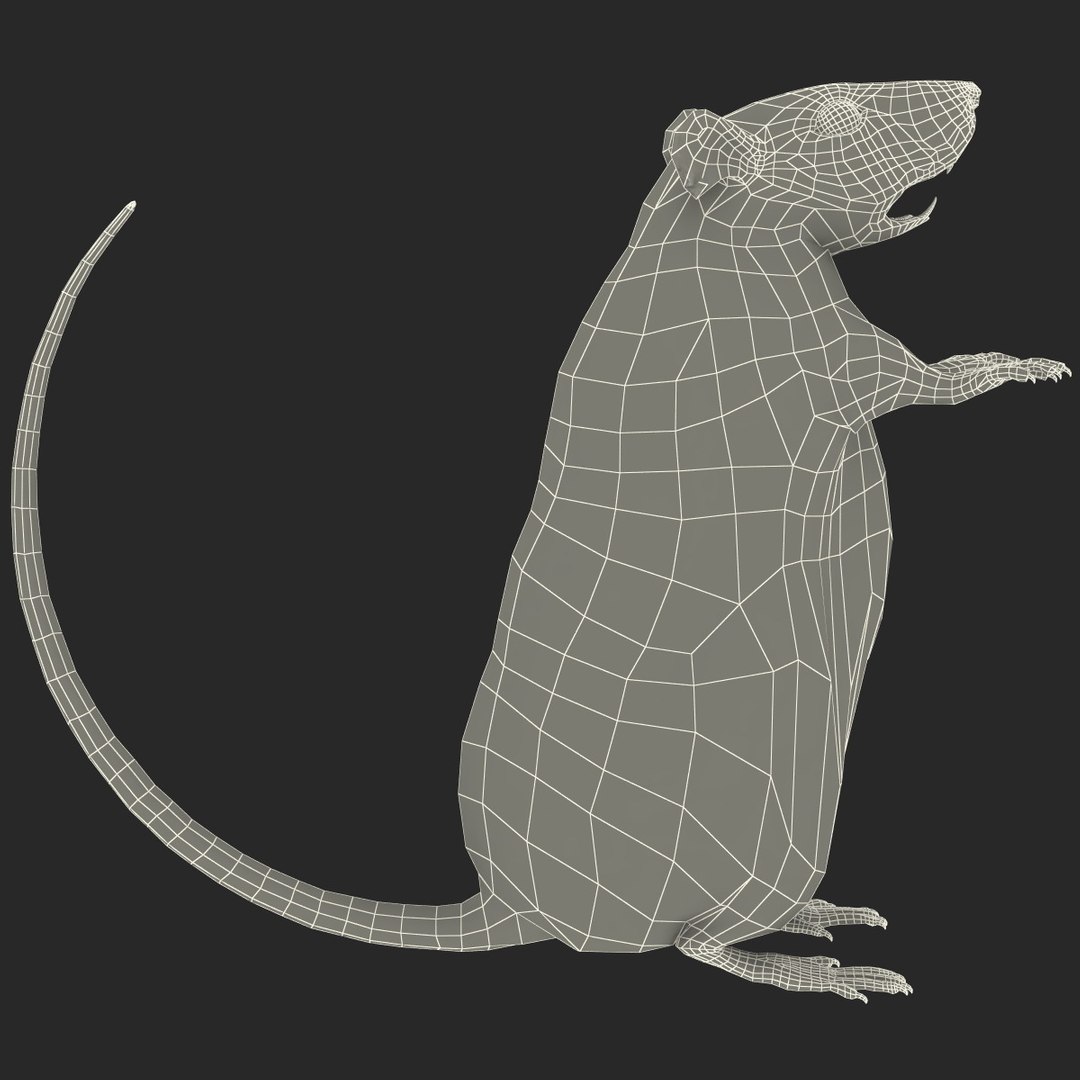 Rat Modelled 3d Model