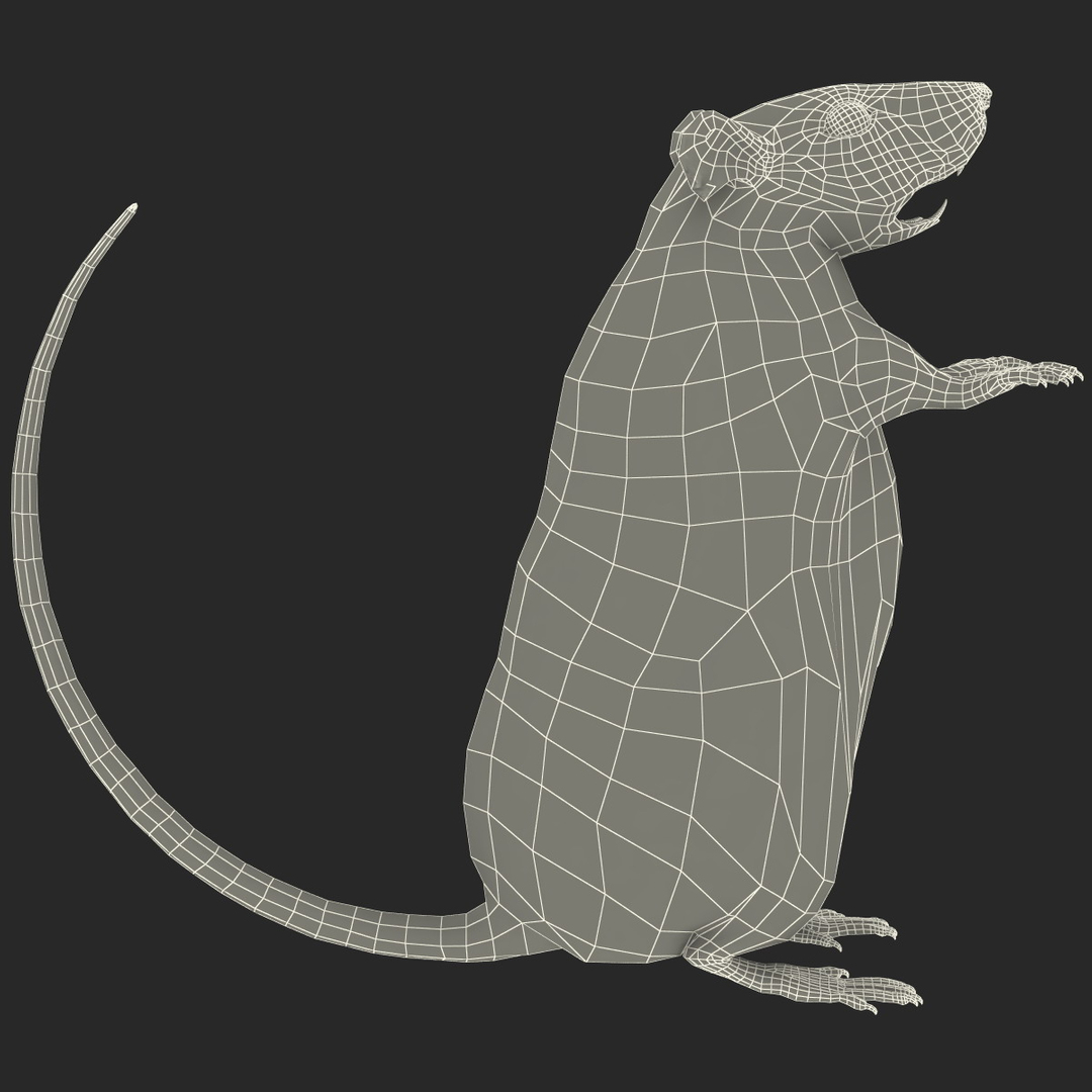 rat modelled 3d model