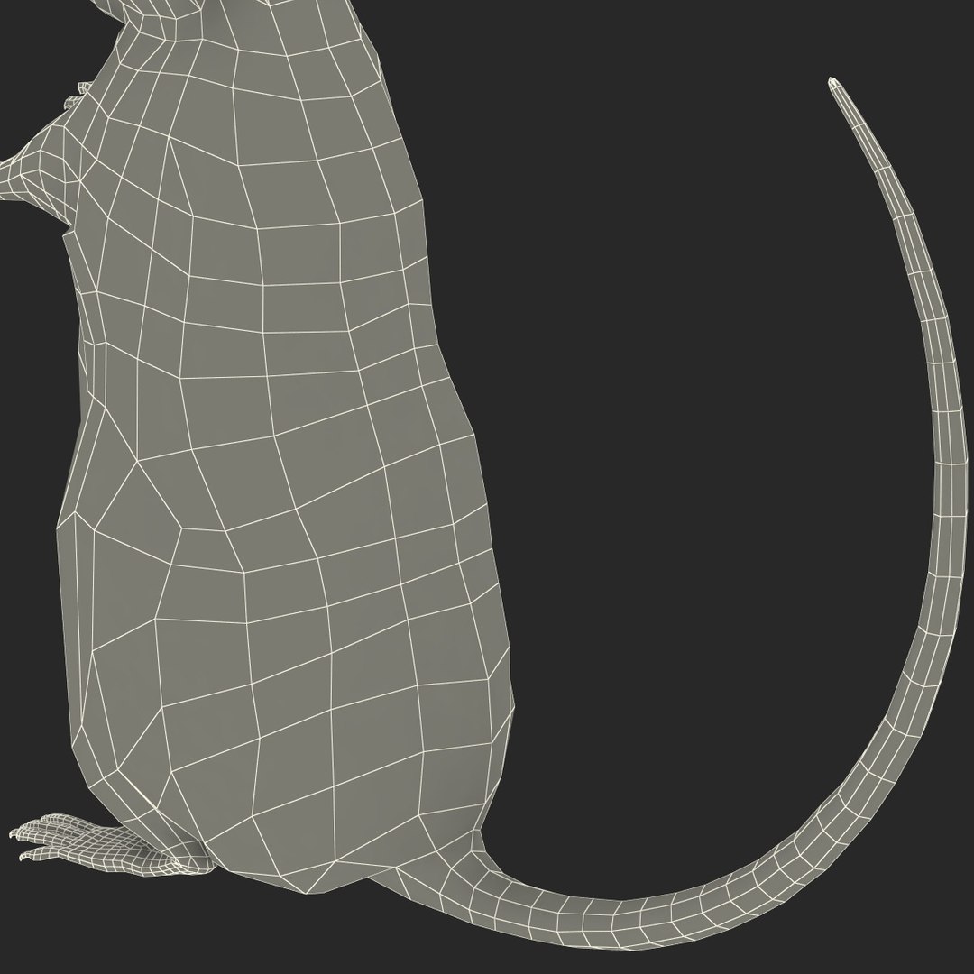 Rat Modelled 3d Model