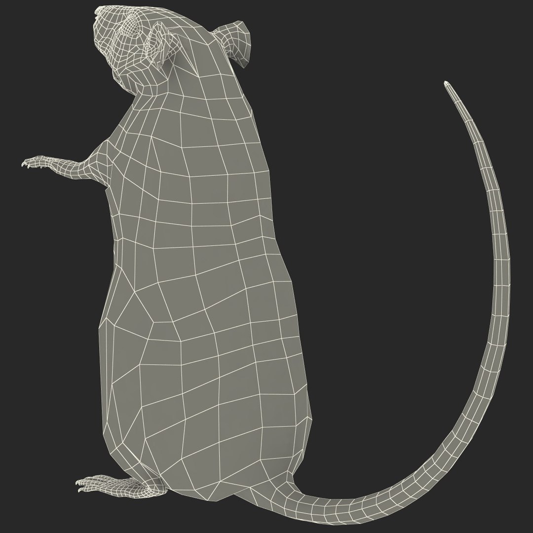 Rat Modelled 3d Model