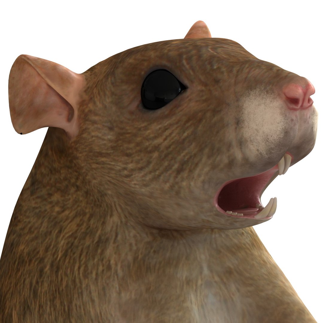 Rat Modelled 3d Model