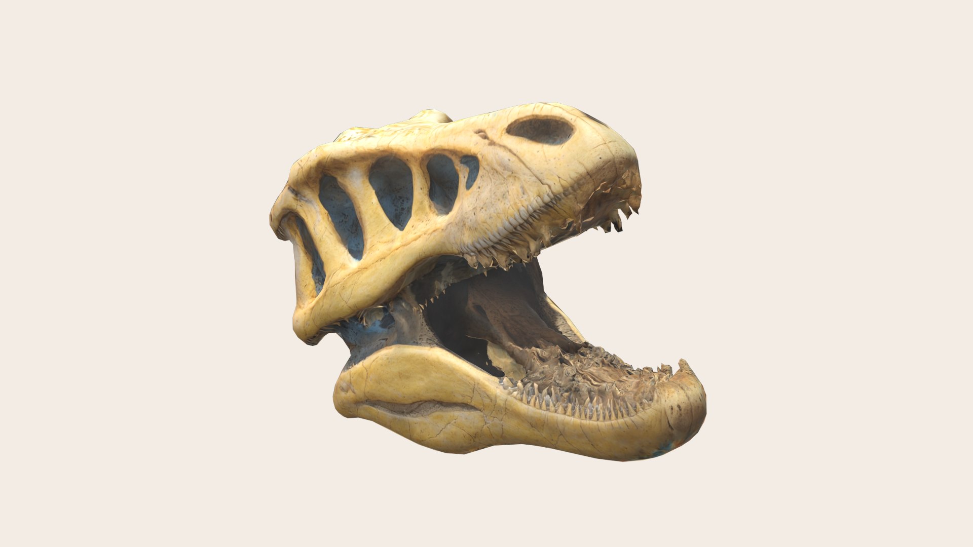 3D Model Tyrannosaurus Rex Skull - TurboSquid 2283739