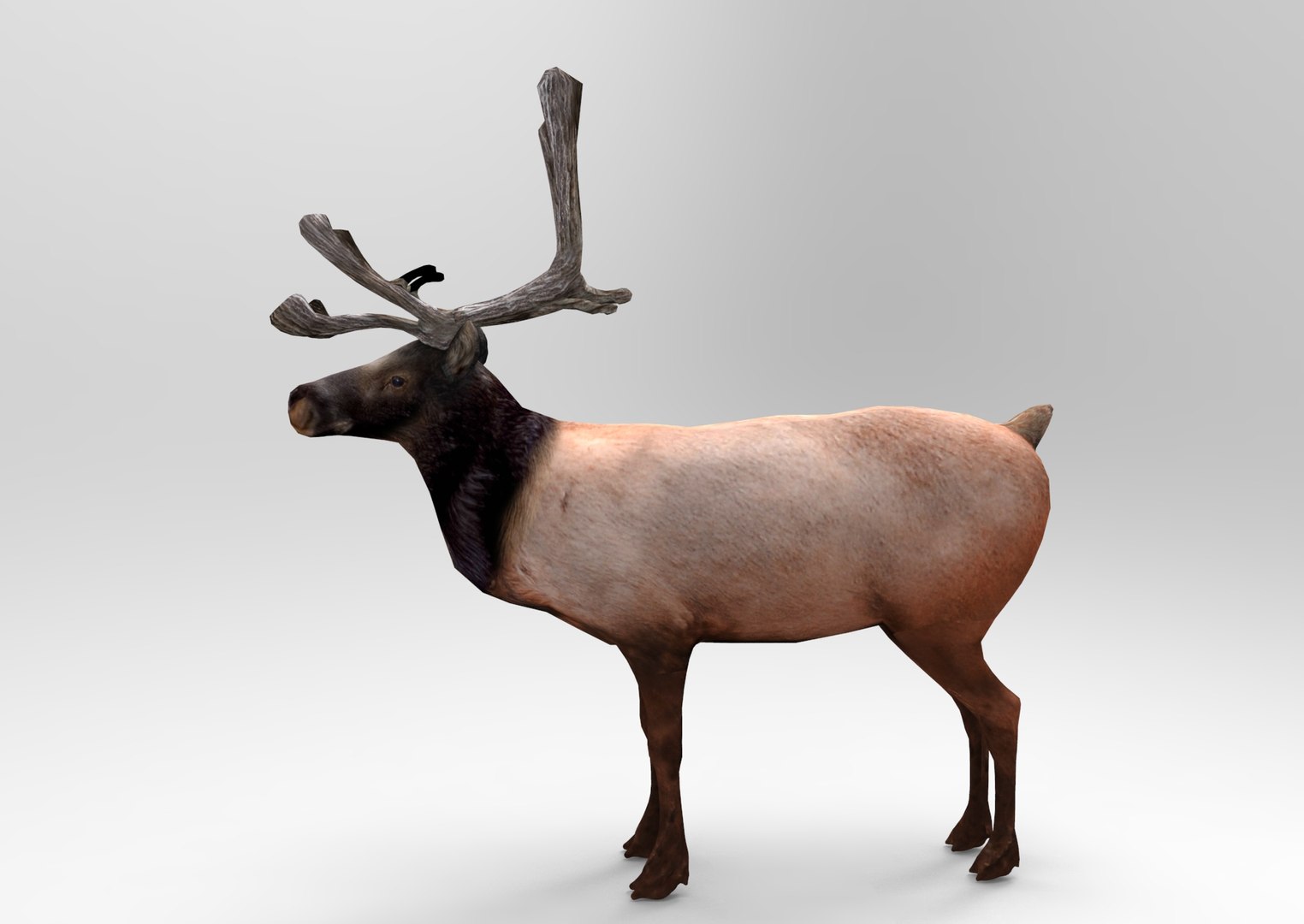 Reindeer Rigged Animation 3D Model - TurboSquid 1205535
