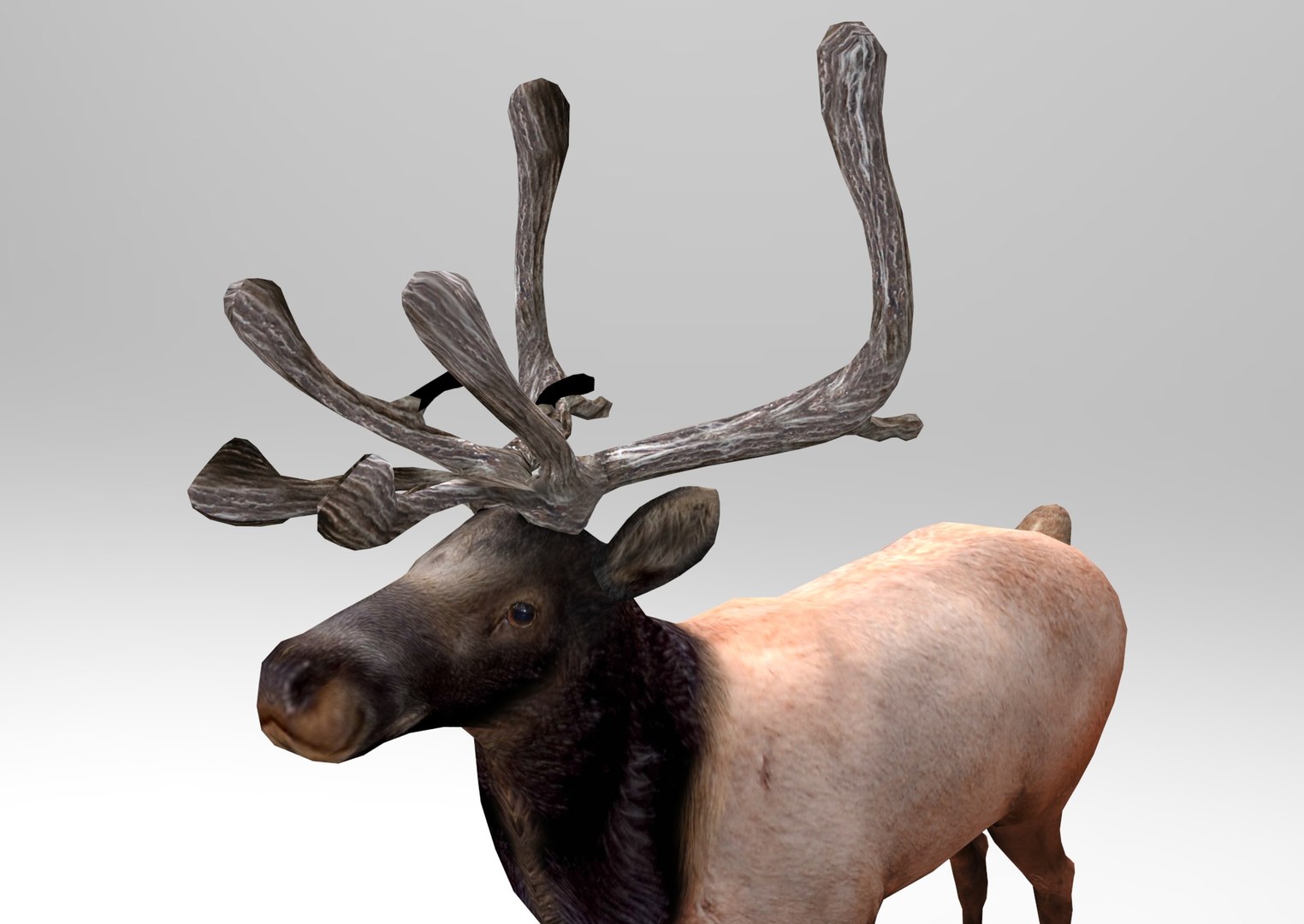 Reindeer Rigged Animation 3D Model - TurboSquid 1205535