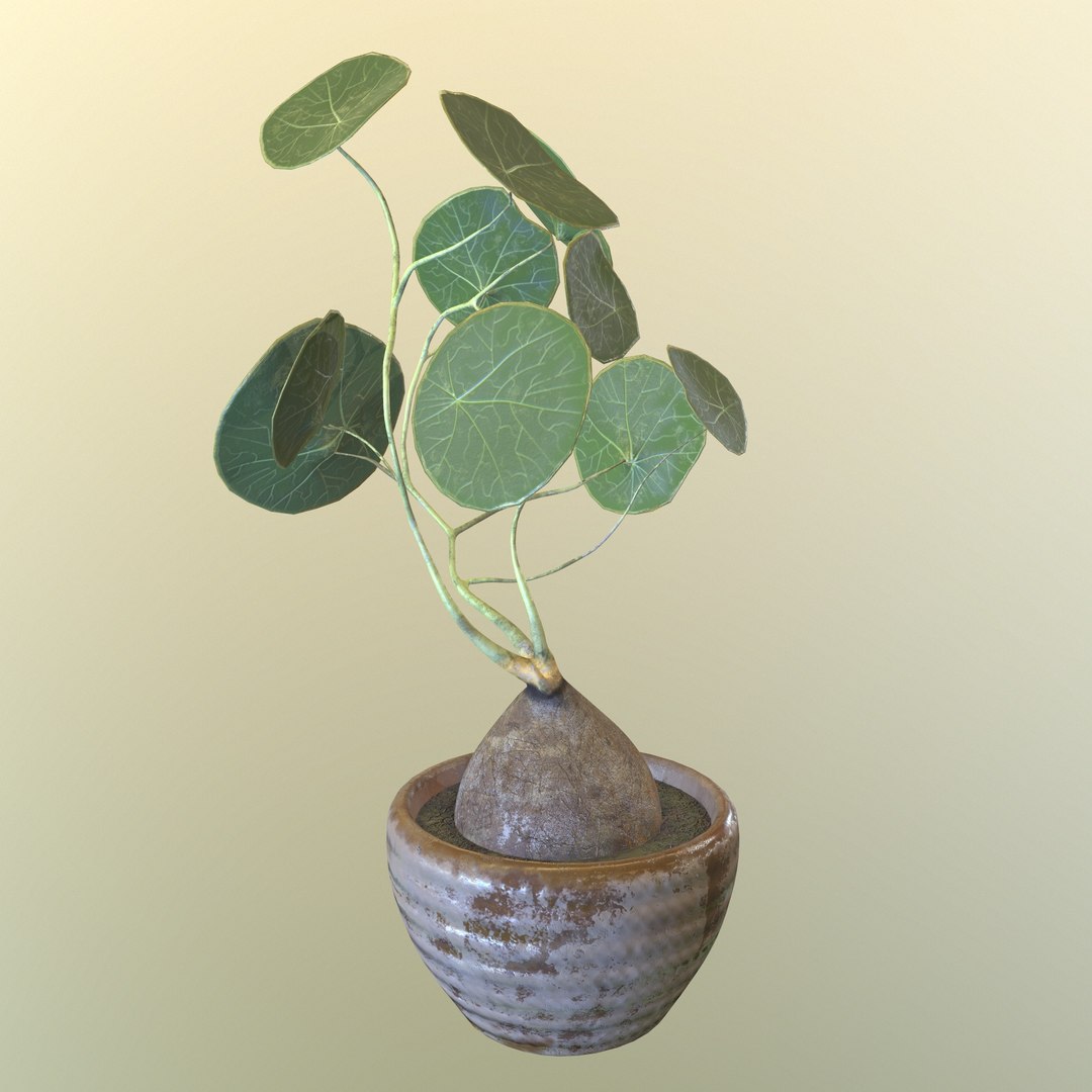 3D plant pot stephania model - TurboSquid 1684898