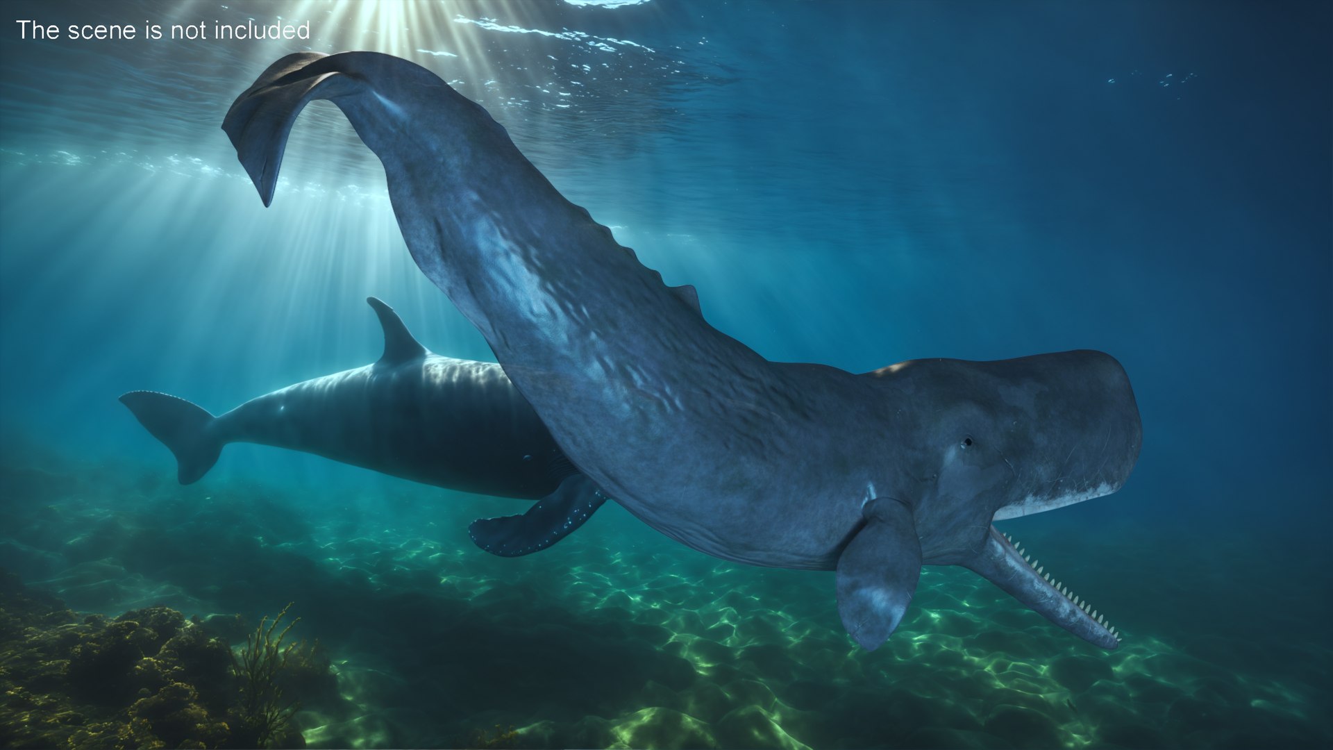 Toothed Whale Cachalot Eating Pose 3D Model - TurboSquid 2137654