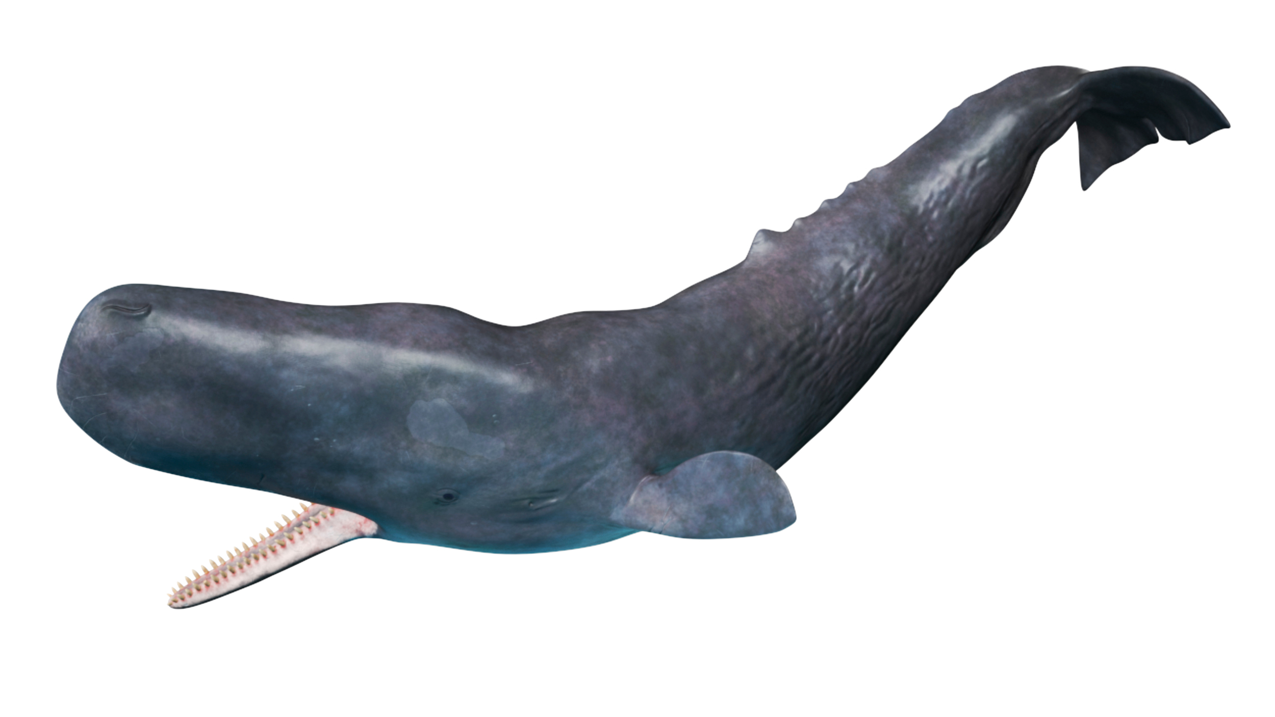 modelo 3d Pose de comer cachalote de ballena dentada - TurboSquid 2137654